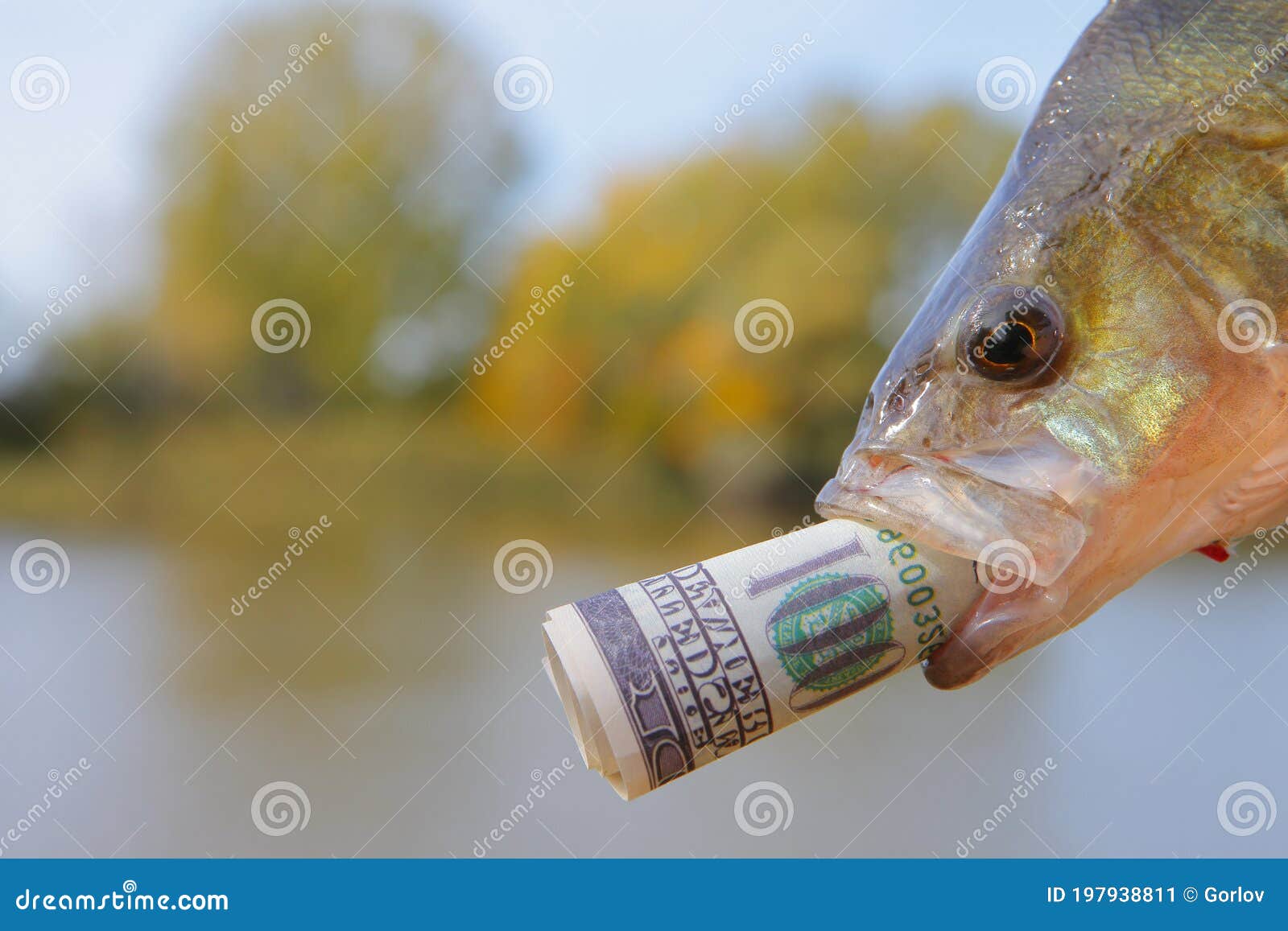Image of Fish Money Banknote Stock Image - Image of finance, fish ...