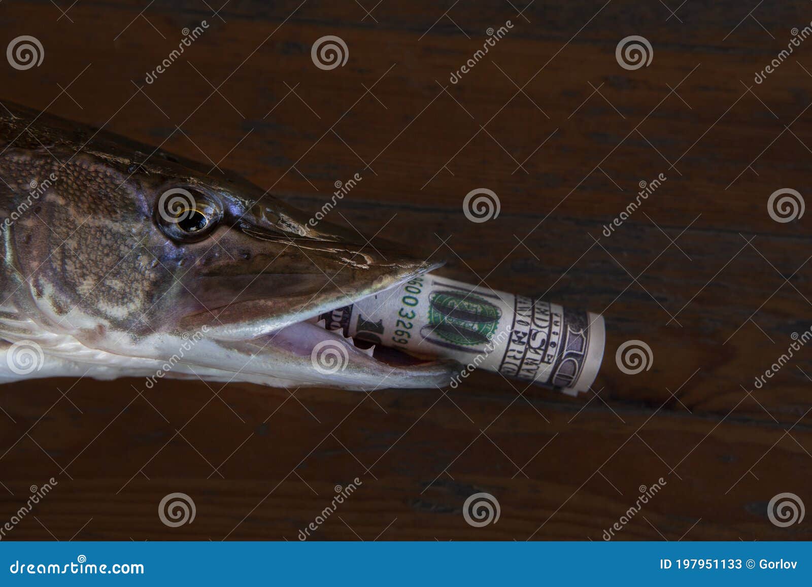 Image of Fish Money Banknote Stock Image - Image of deception ...
