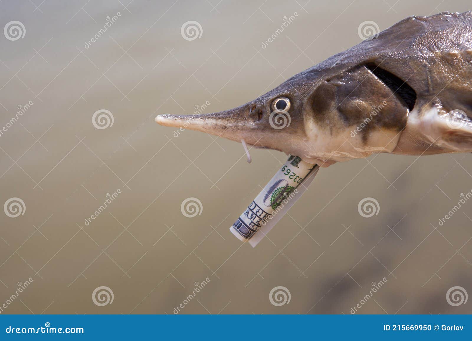 Image of Fish Money Banknote Stock Photo - Image of lake, industry ...
