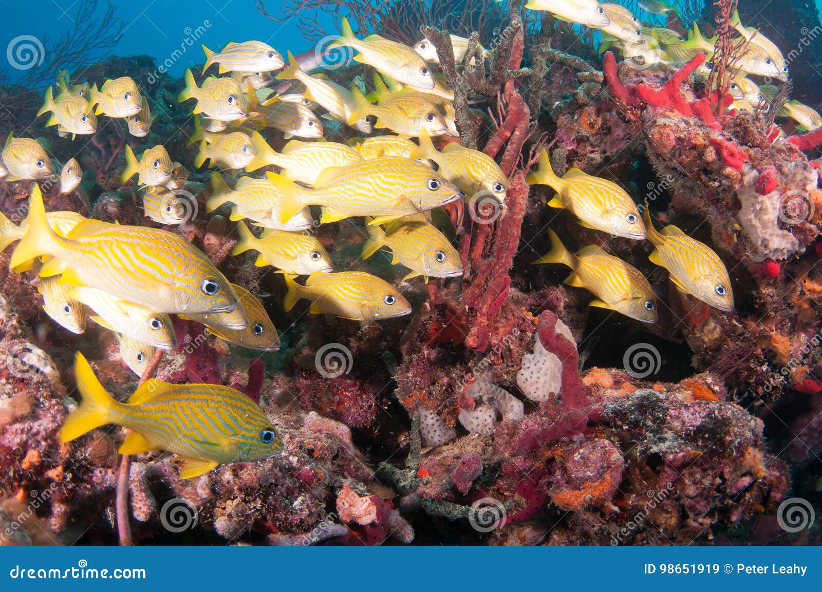 Image of Fish on a Reef in South Florida. Stock Image - Image of ocean ...