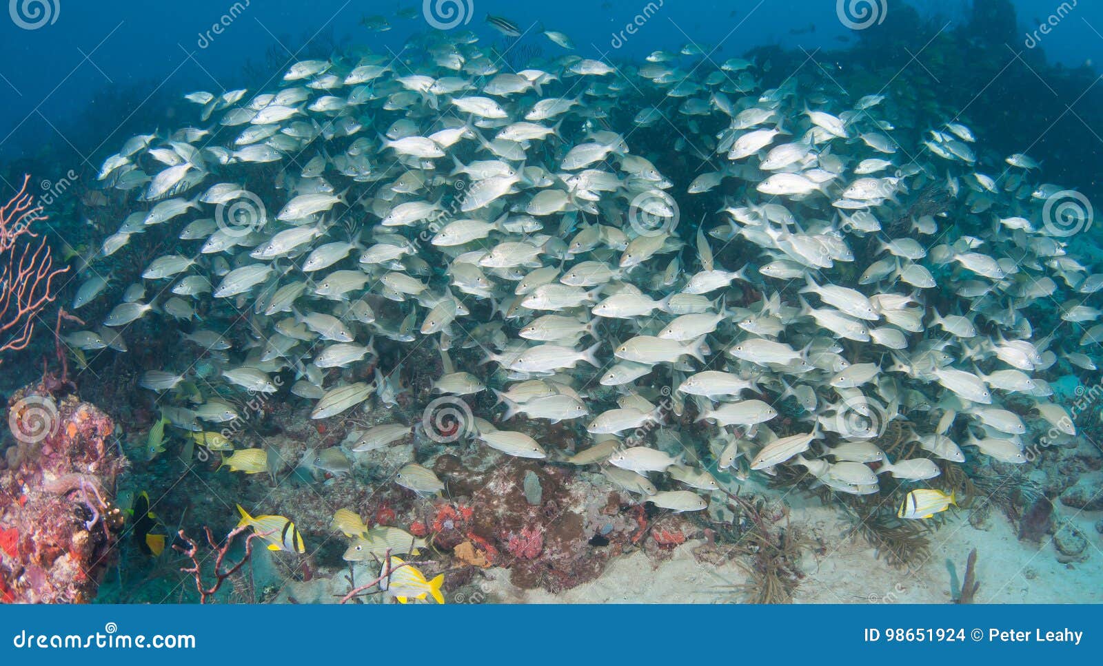 Image of Fish on a Reef in South Florida. Stock Photo - Image of reef ...