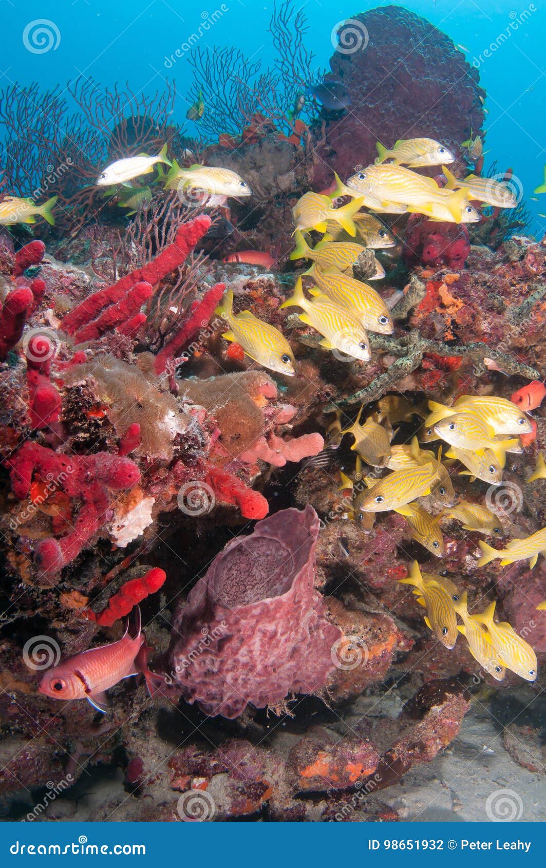 Image of Fish on a Reef in South Florida. Stock Photo - Image of fish ...