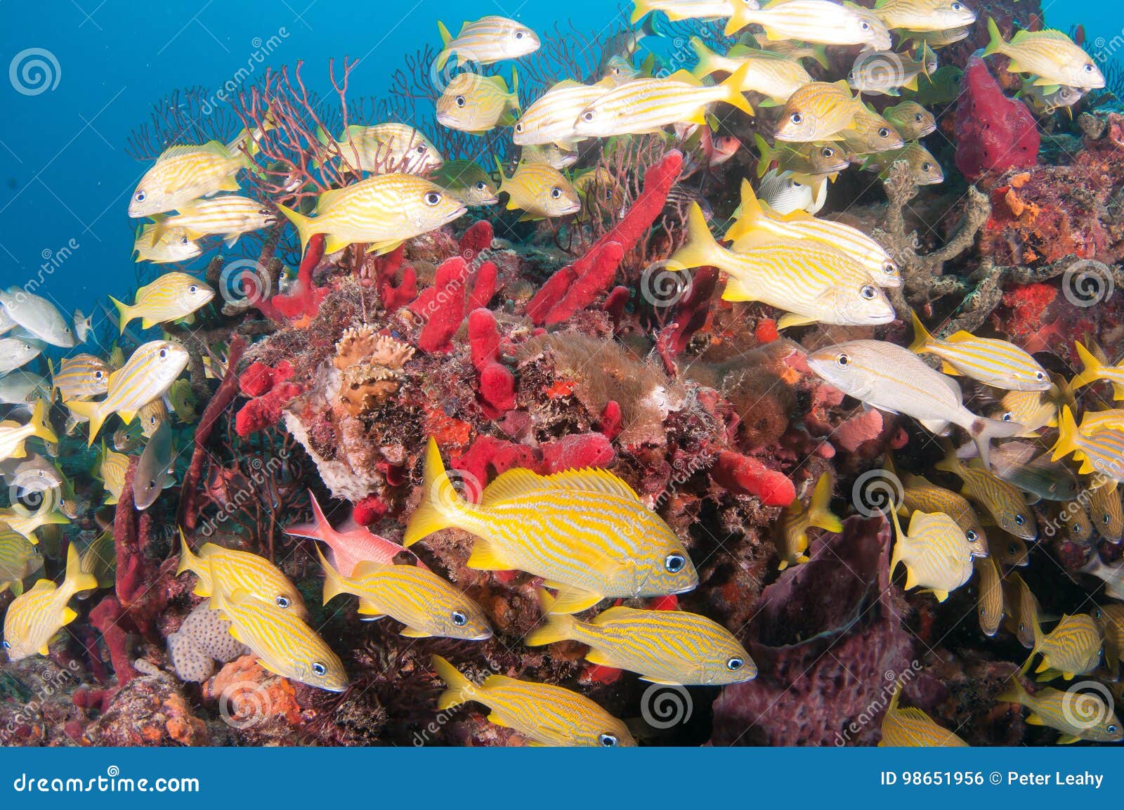 Image of Fish on a Reef in South Florida. Stock Photo - Image of ...