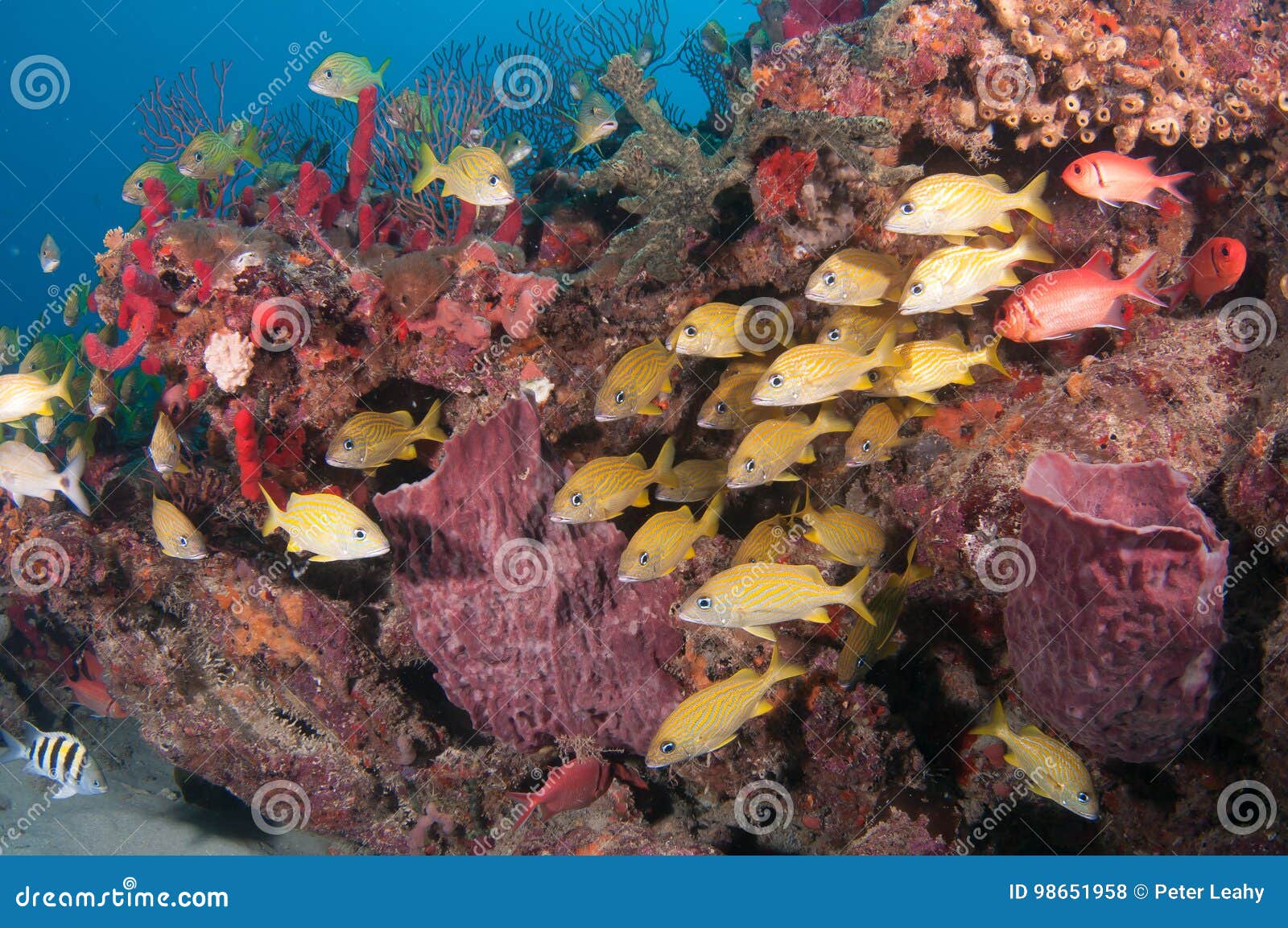 Image of Fish on a Reef in South Florida. Stock Photo - Image of ...