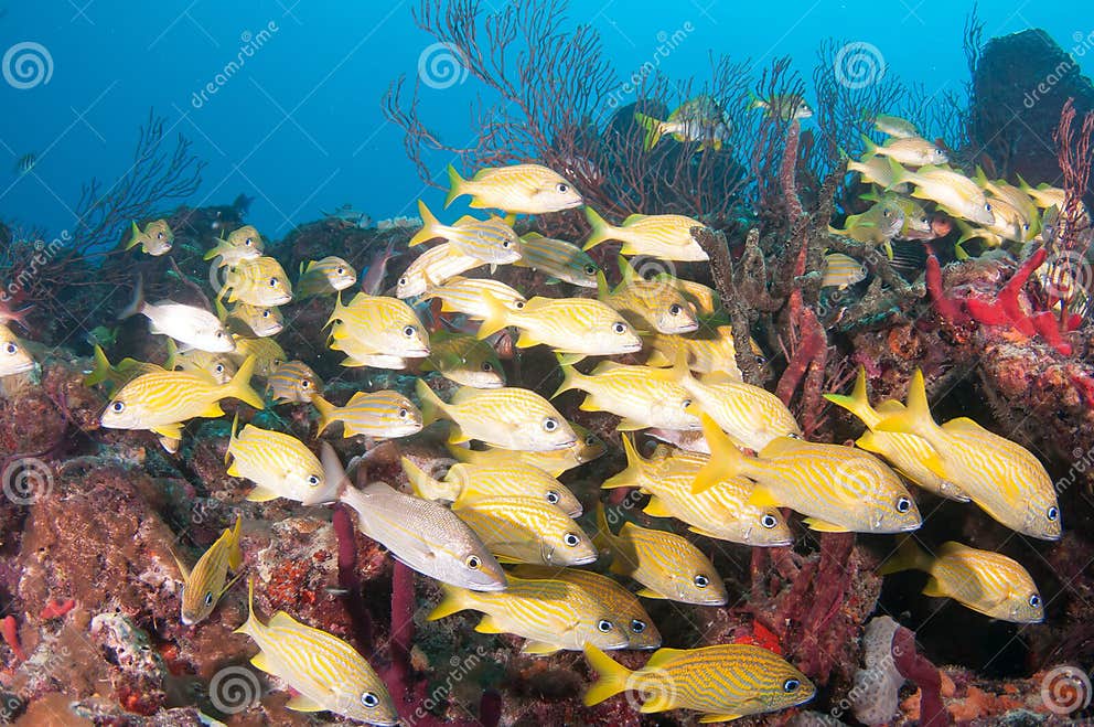 Image of Fish on a Reef in South Florida. Stock Image - Image of ...