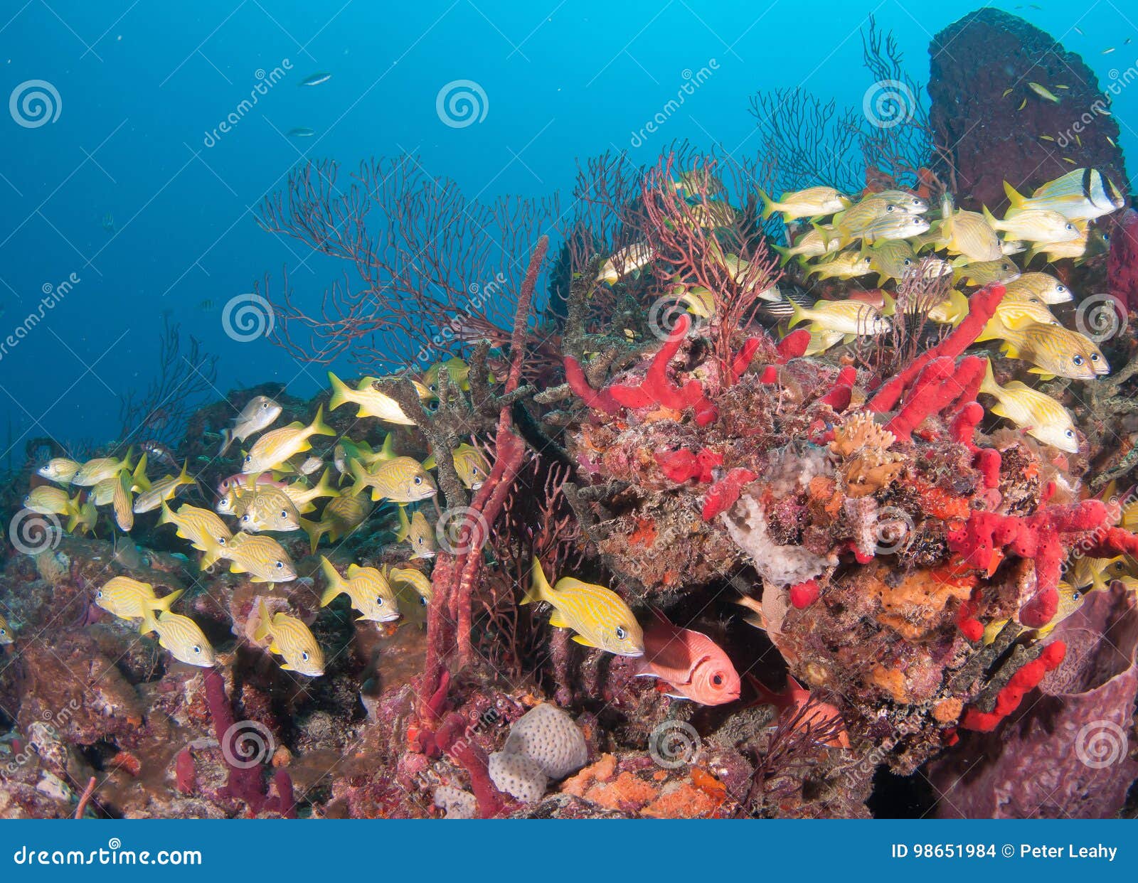 Image of Fish on a Reef in South Florida. Stock Photo - Image of school ...