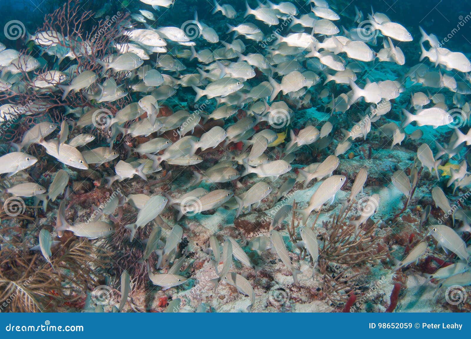 Image of Fish on a Reef in South Florida. Stock Image - Image of ocean ...