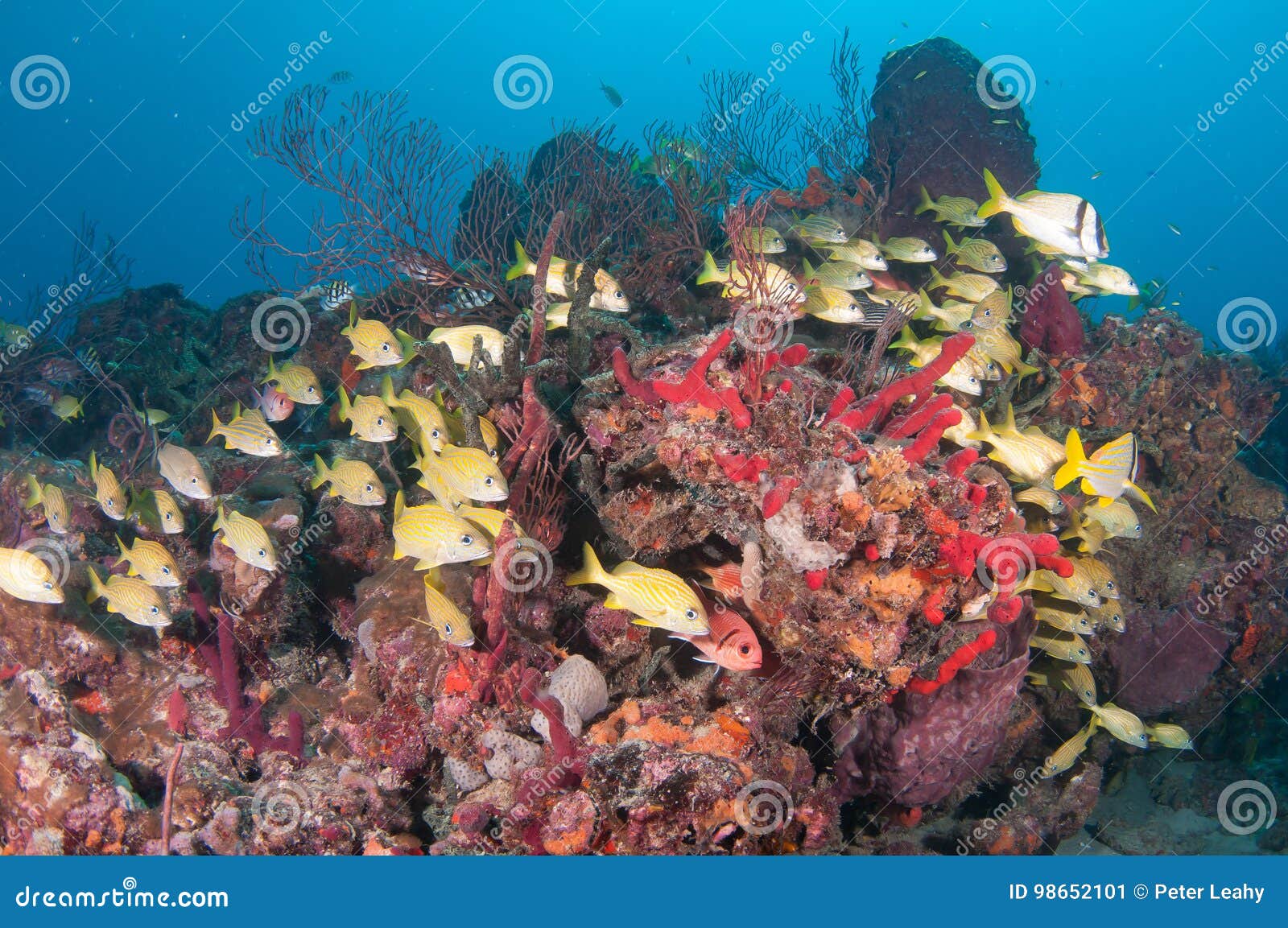 Image of Fish on a Reef in South Florida. Stock Image - Image of ...
