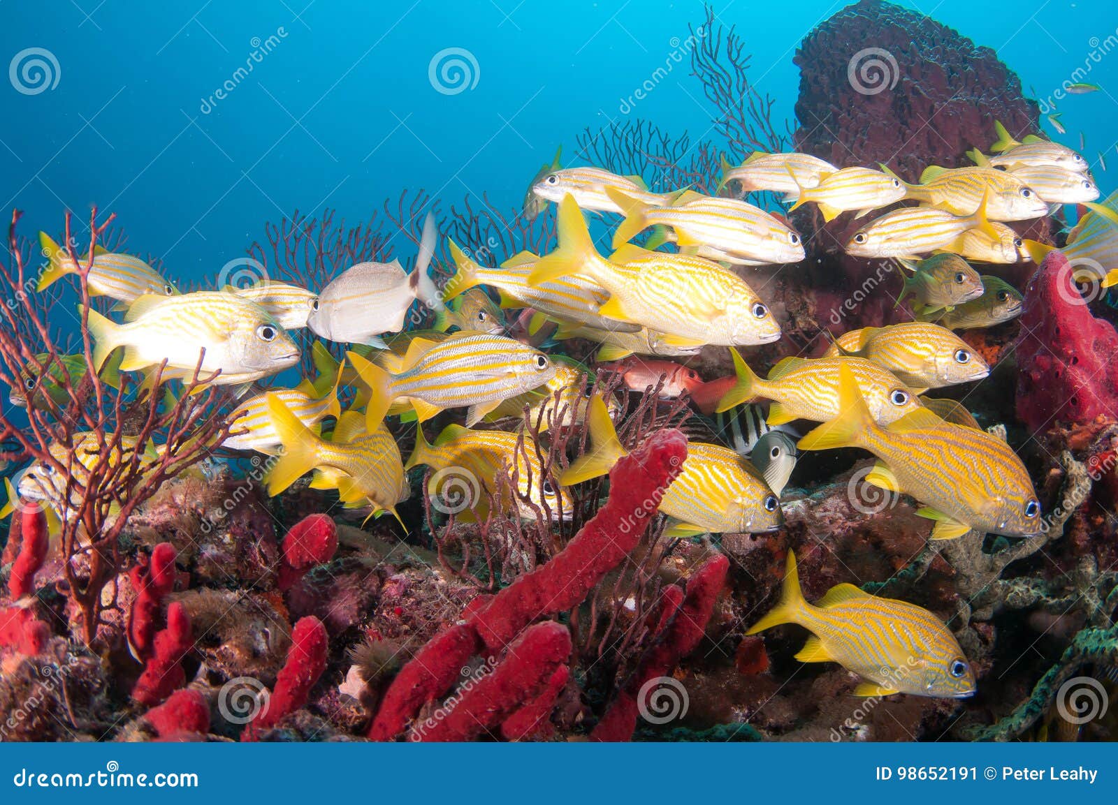 Image of Fish on a Reef in South Florida. Stock Image - Image of swim ...