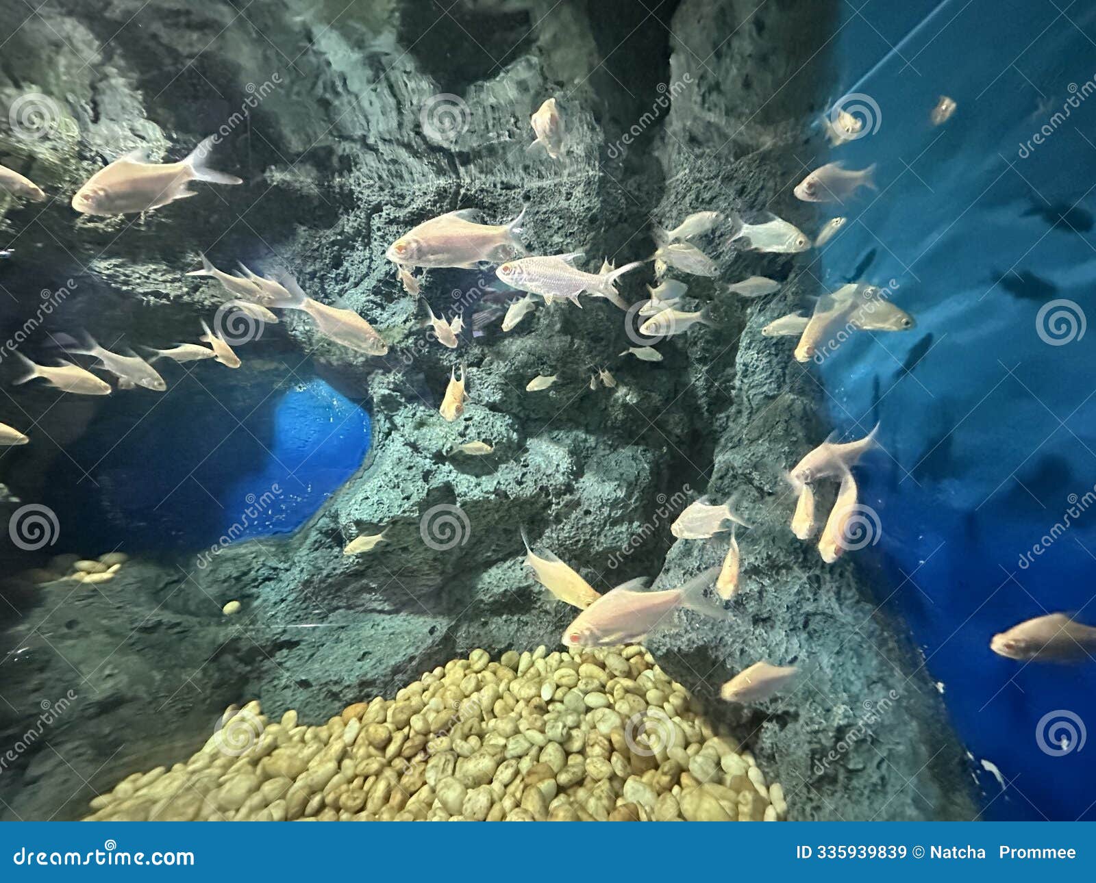 Picture of Fish Swimming in an Aquarium Stock Image - Image of ...