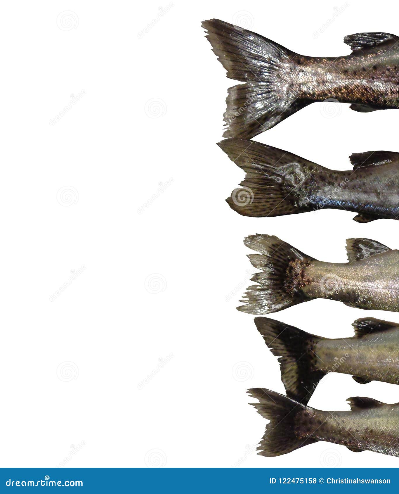 Five Fish Tails Isolated Oncorhynchus Mykiss Background Page R Stock ...