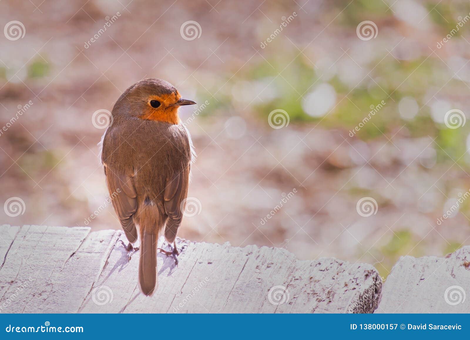 Flame robin bird stock image. Image of robin, perched - 138000157