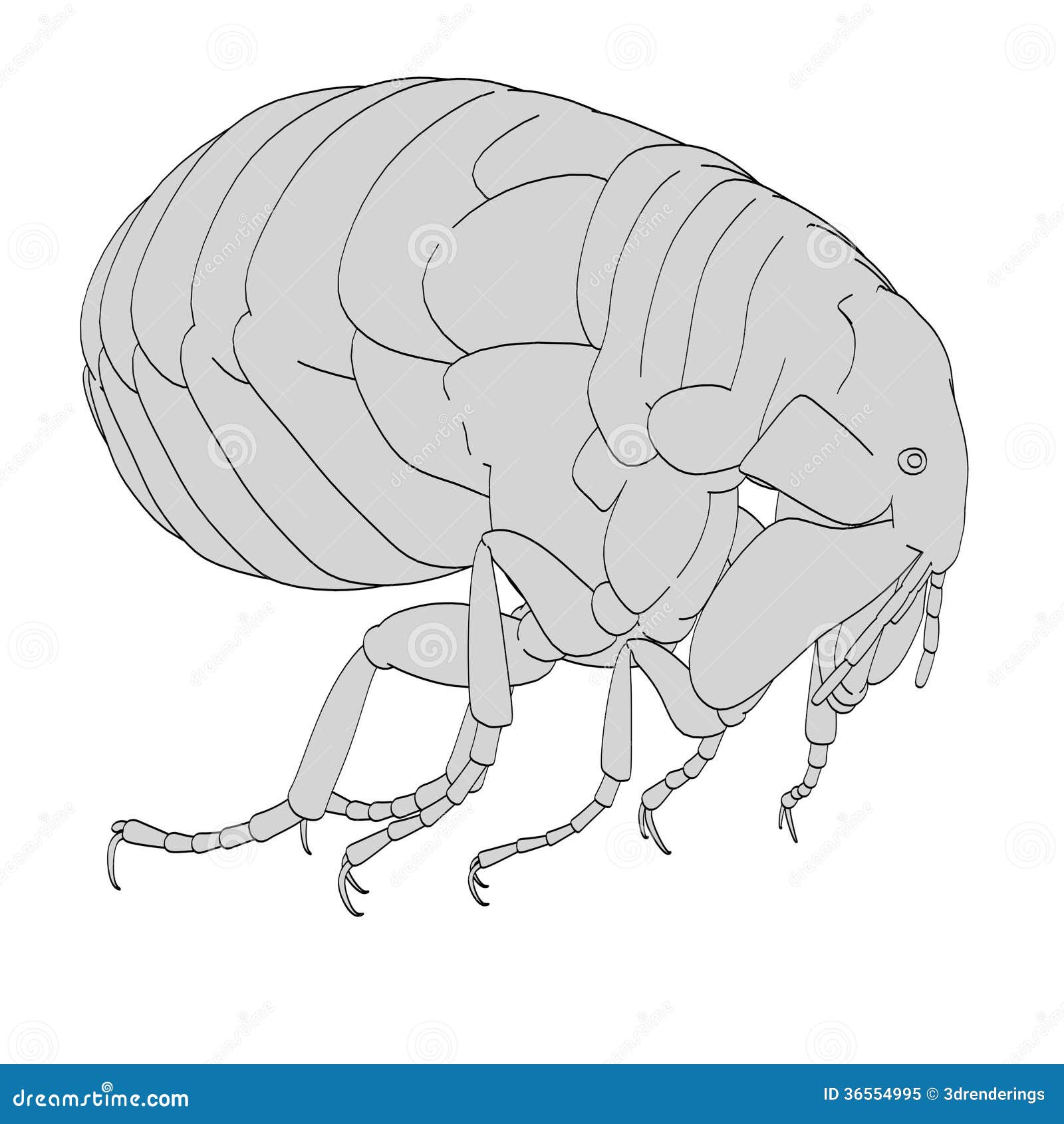 Image of flea bug stock illustration. Illustration of print - 36554995