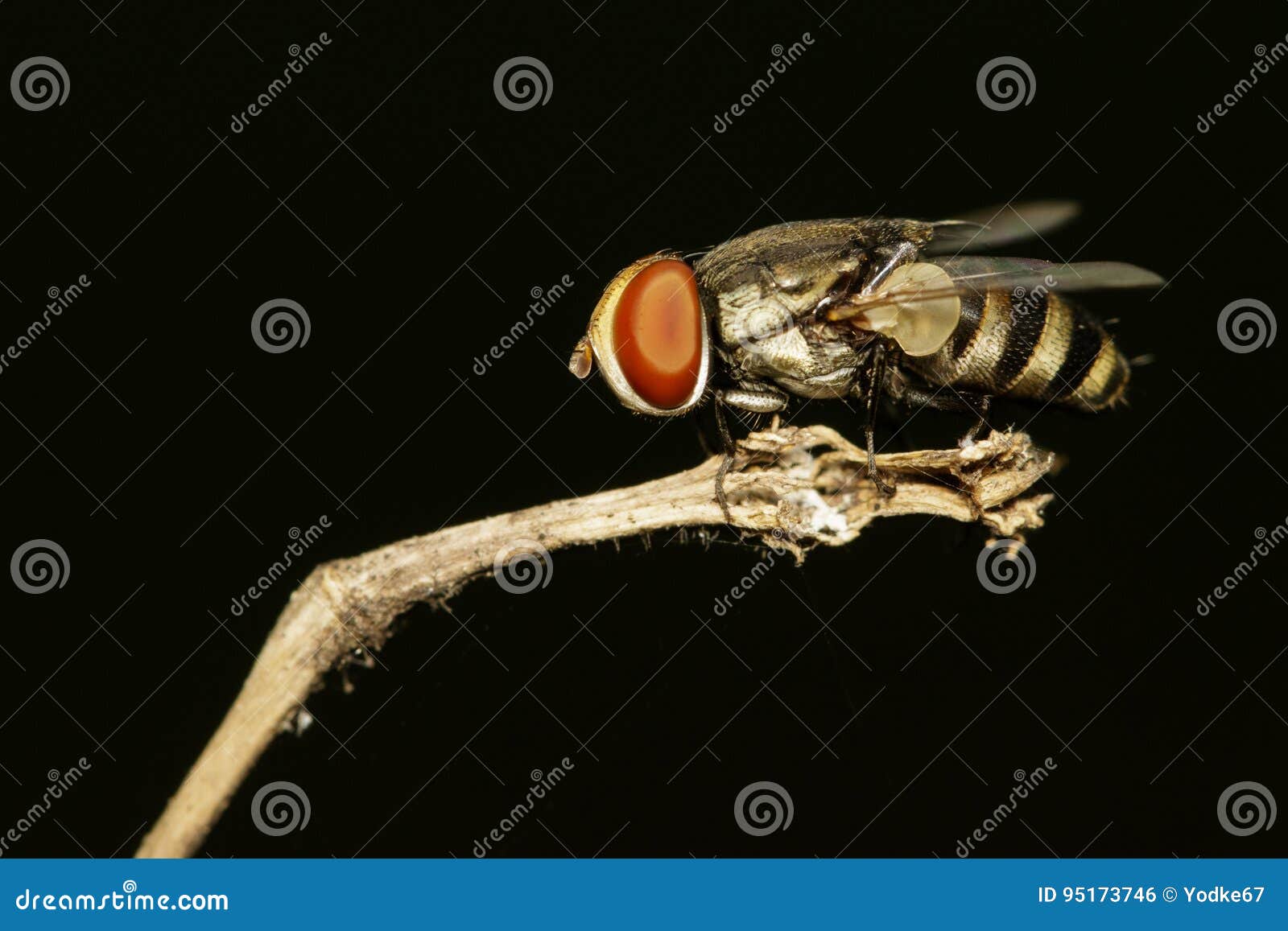 Diptera Flies Royalty-Free Stock Photo | CartoonDealer.com #64435755