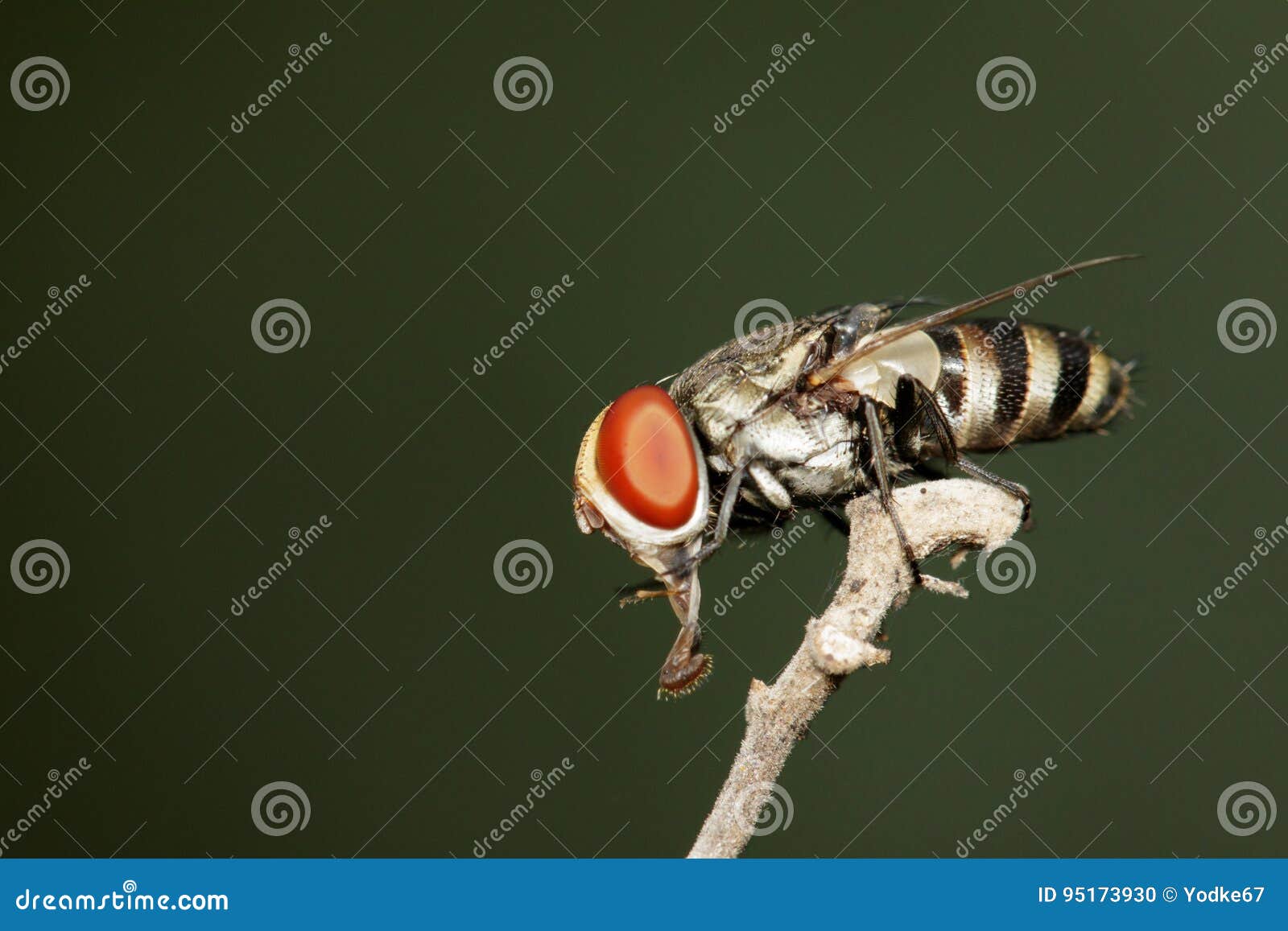 Image of a Flies Diptera on a Branch. Stock Photo - Image of bottle ...