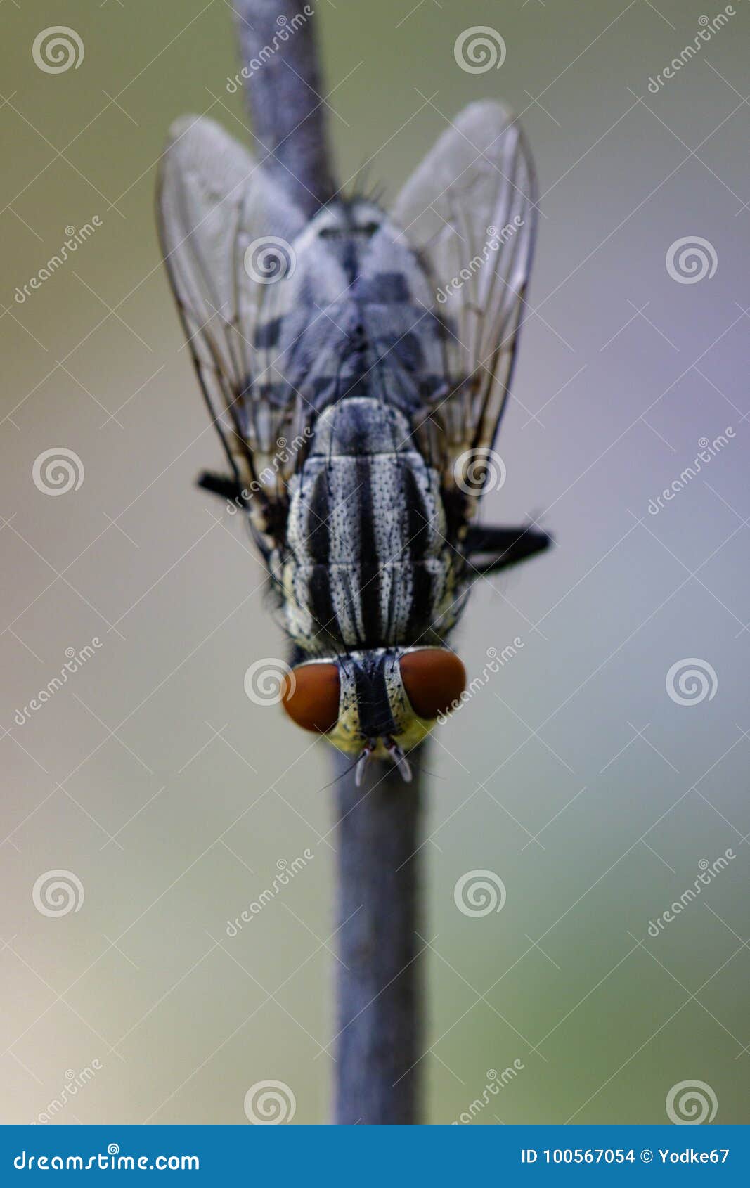Image of a Flies Diptera on a Brown Branch. Insect Stock Photo - Image ...