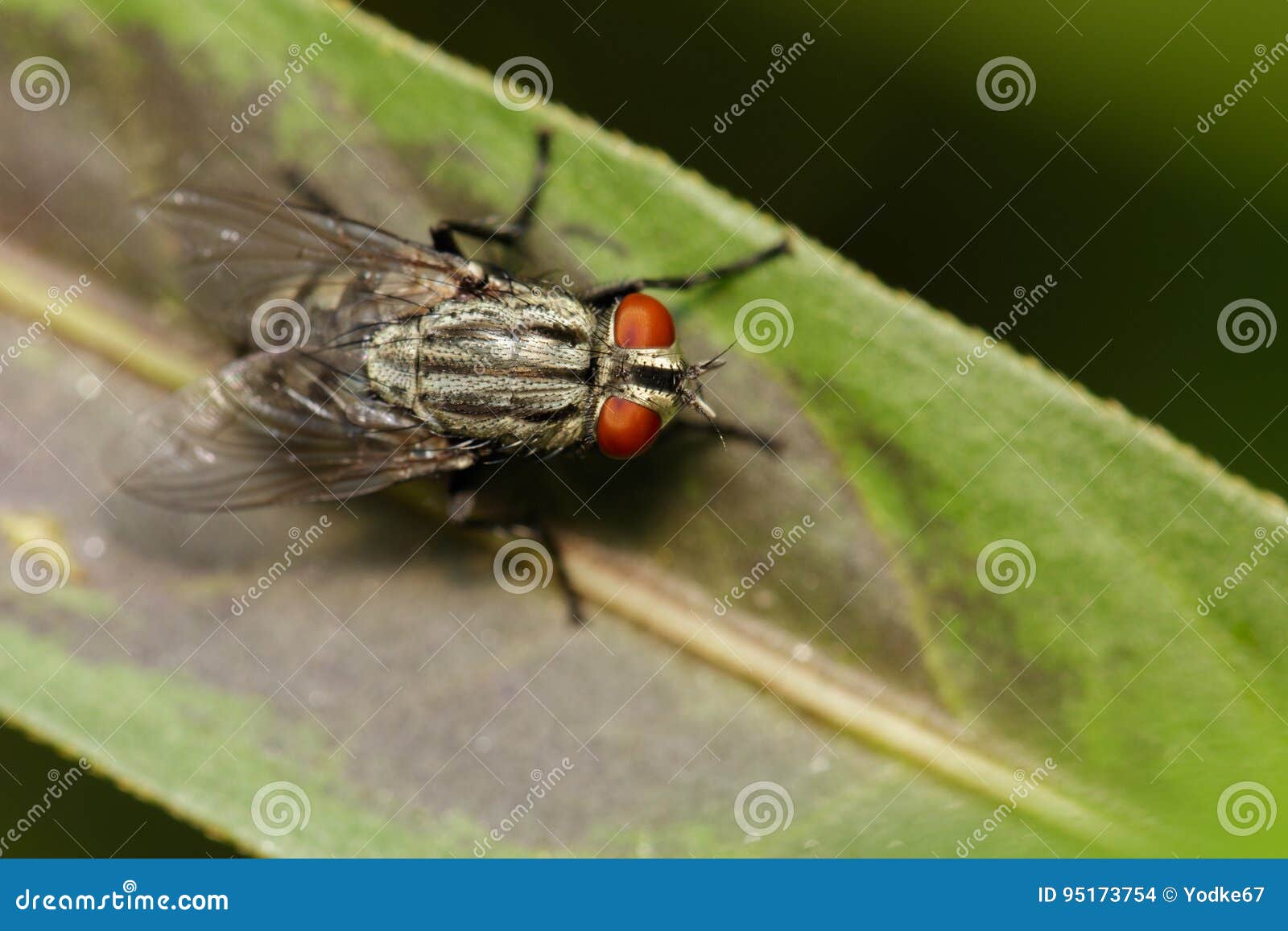 Image of a Flies Diptera on Green Leaves. Insect Stock Photo - Image of ...