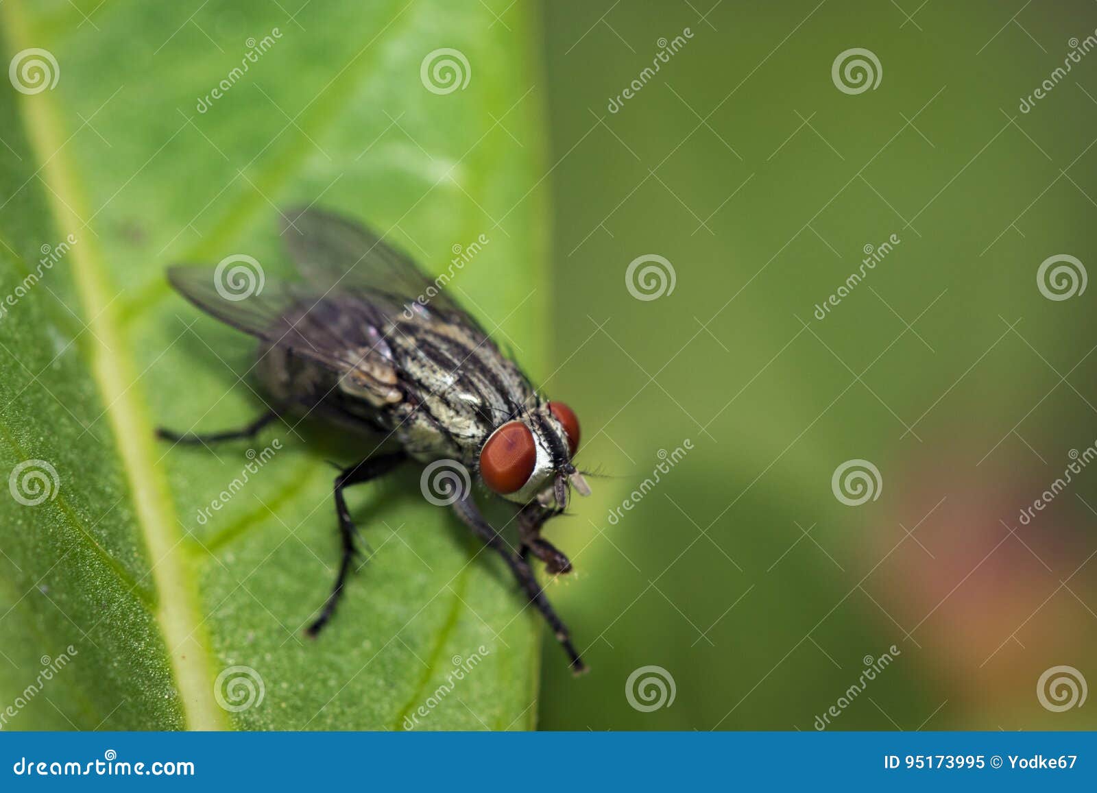 Image of a Flies Diptera on Green Leaves. Insect. Stock Image - Image ...