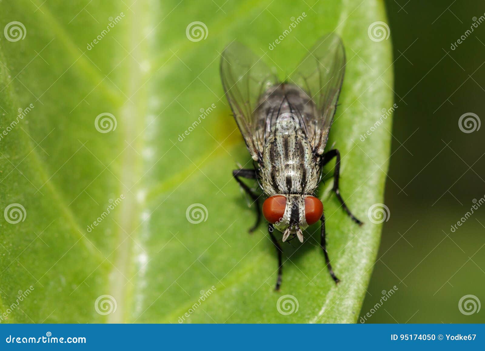 Image of a Flies Diptera on Green Leaves. Insect Stock Photo - Image of ...