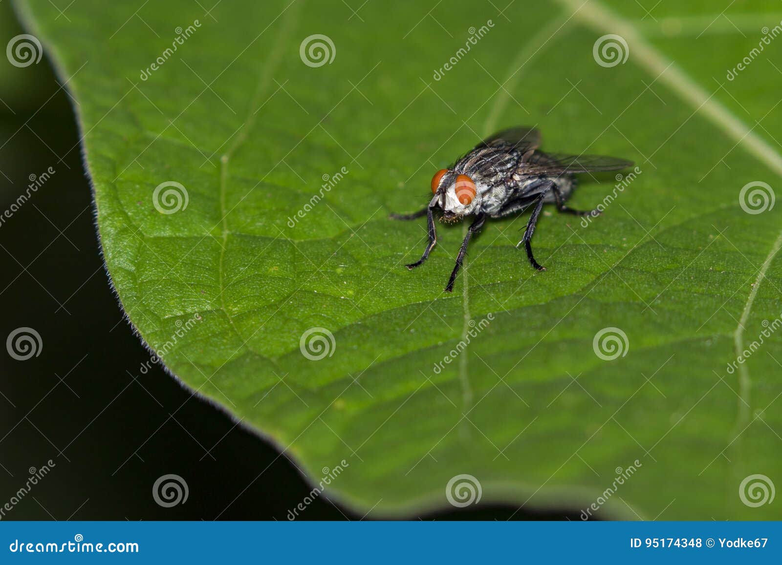 Image of a Flies Diptera on Green Leaves. Insect Stock Photo - Image of ...