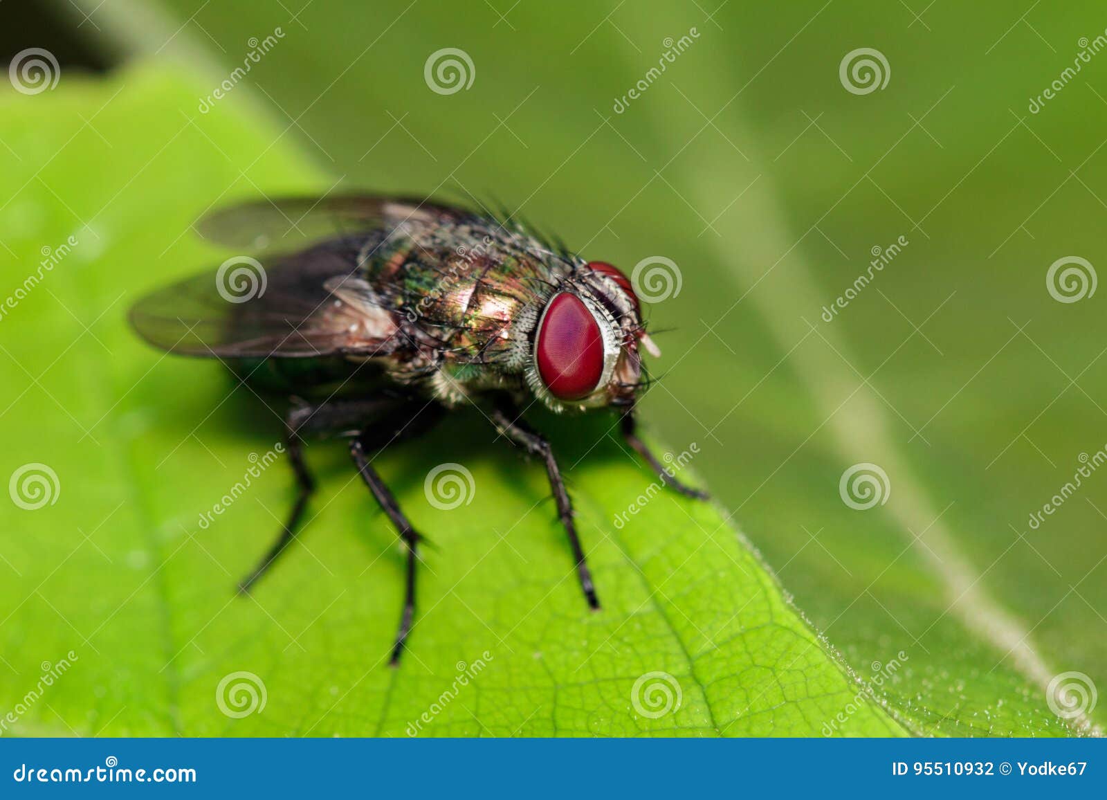 Image of a Flies Diptera on Green Leaves. Insect. Stock Photo - Image ...