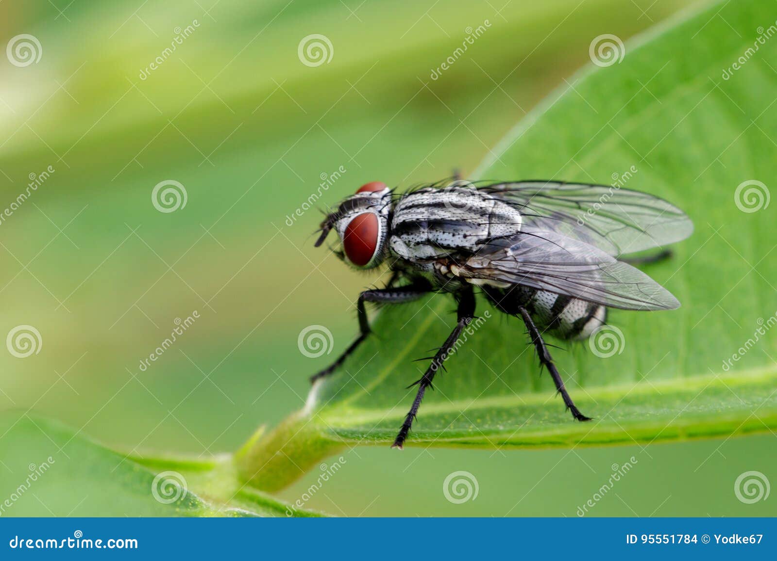Image of a Flies & X28;Diptera& X29; on Green Leaves. Insect. Stock ...