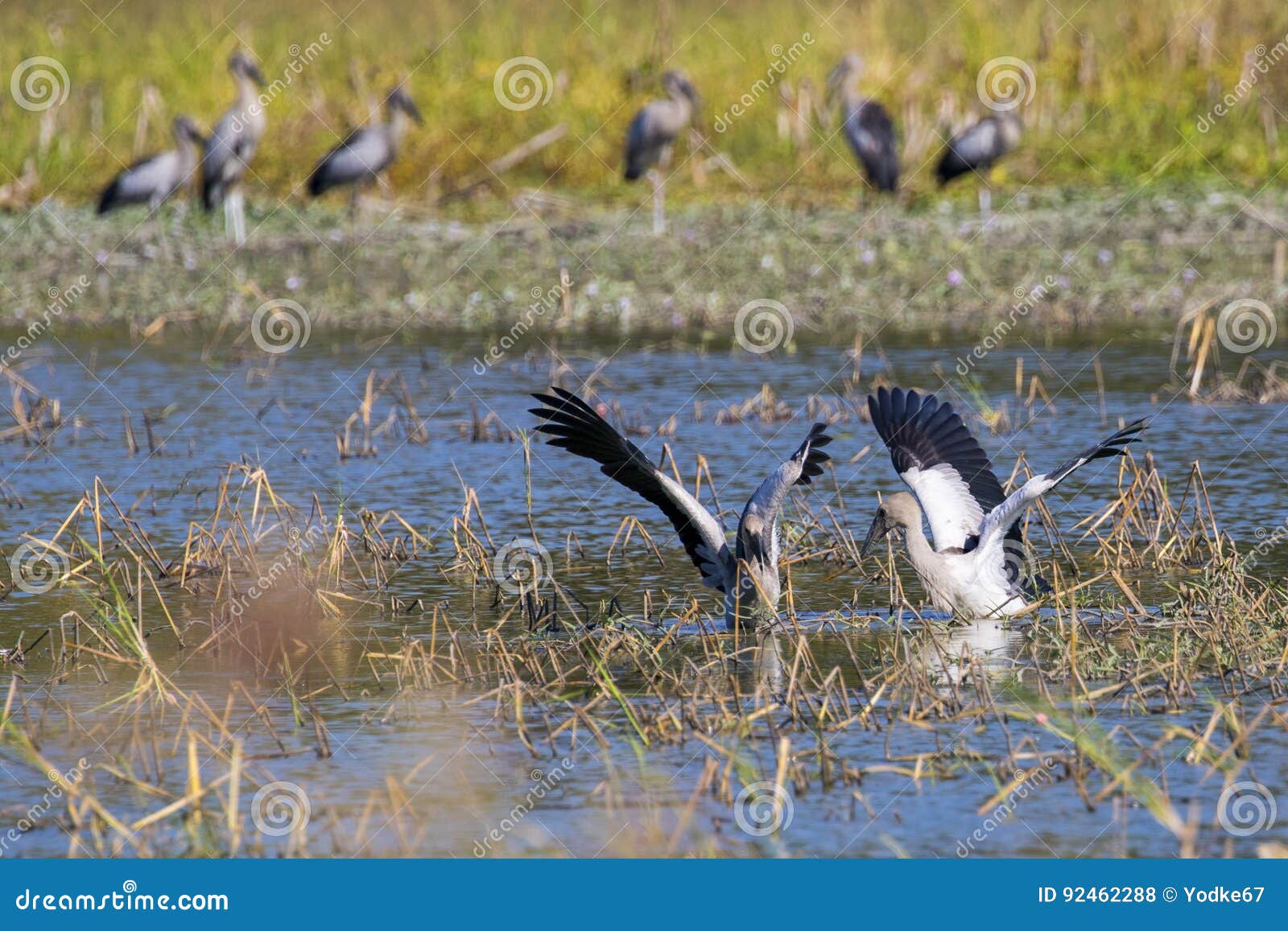 Image of Flocks Asian Openbill Stork. Wild Animals Stock Photo - Image ...