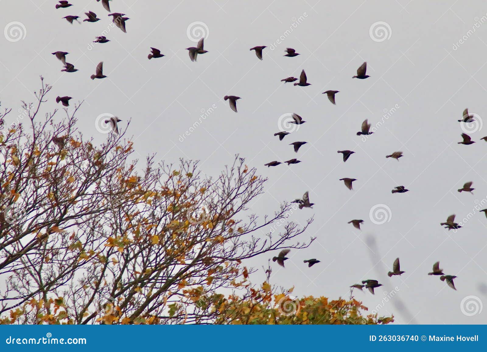 Flocks of Starlings in Winter Stock Photo - Image of bird, wildlife ...