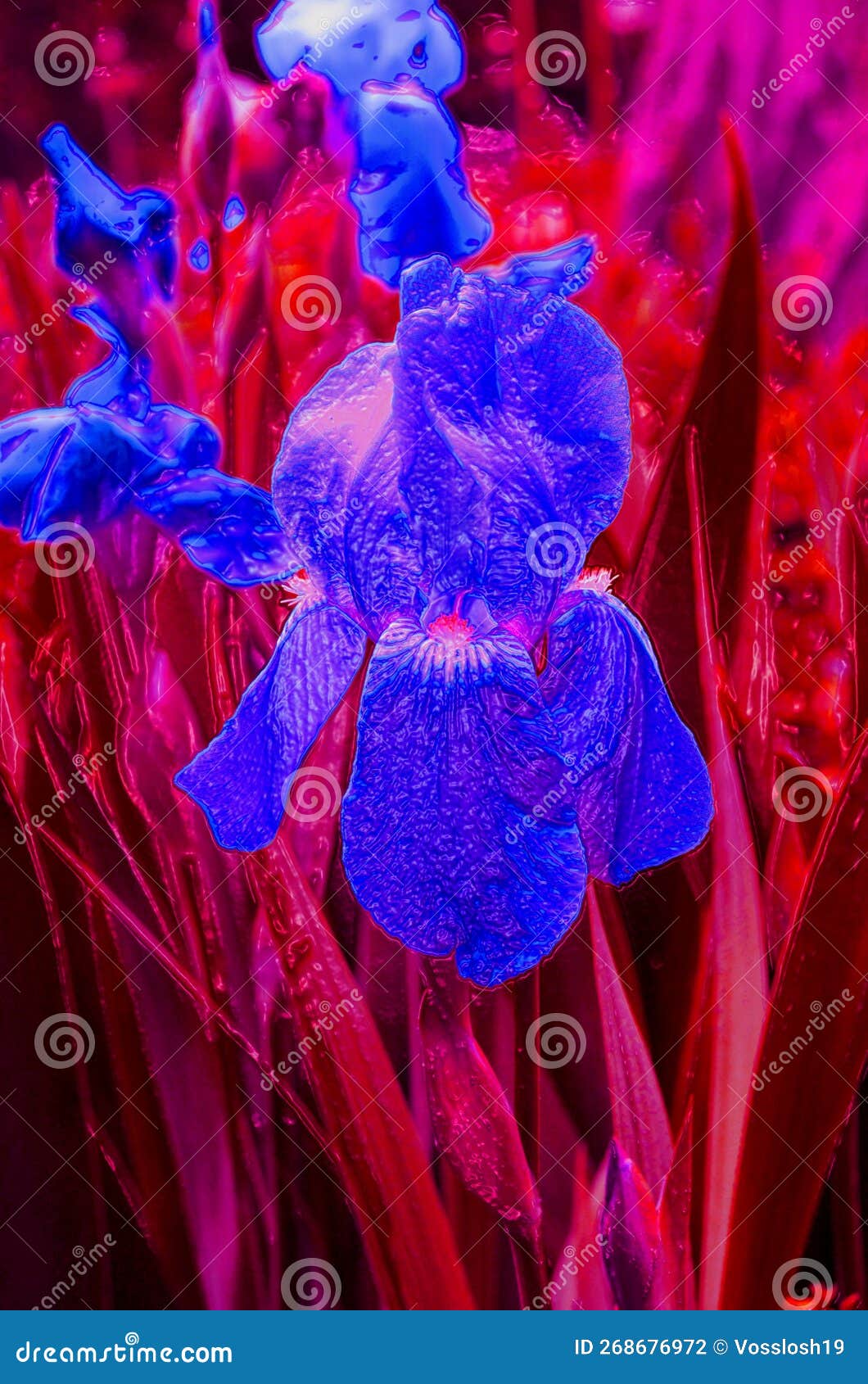 Image of a Flower in Computer Processing with Corrected Color. Stock ...