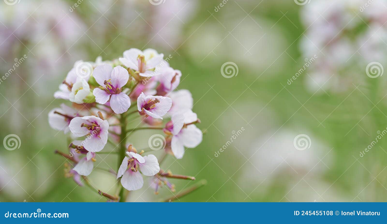 Beauty Close-up with Flower Diplotaxis Erucoides with Green Background ...