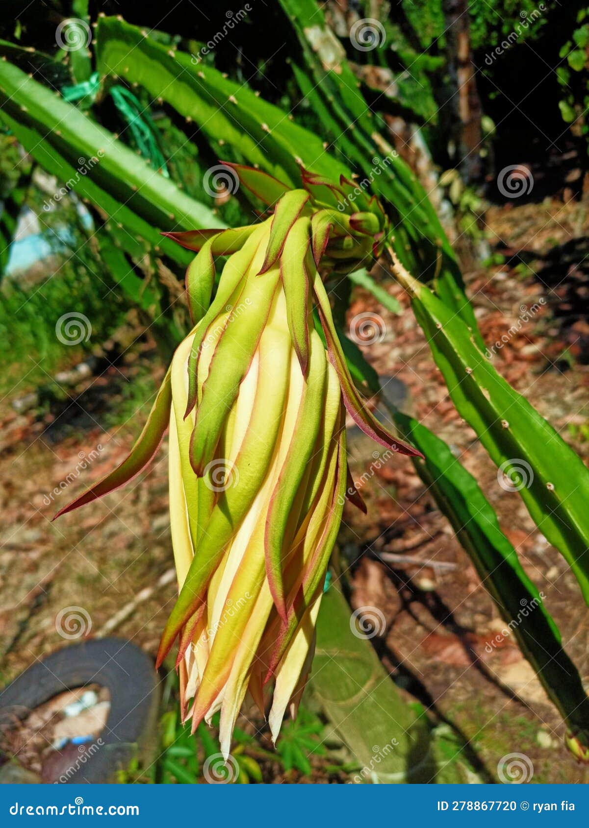 An Image of Flower Dragon Fruit Stock Photo - Image of dragon, cactus ... An Image of Flower Dragon Fruit Stock Photo - Image of dragon, cactus ...