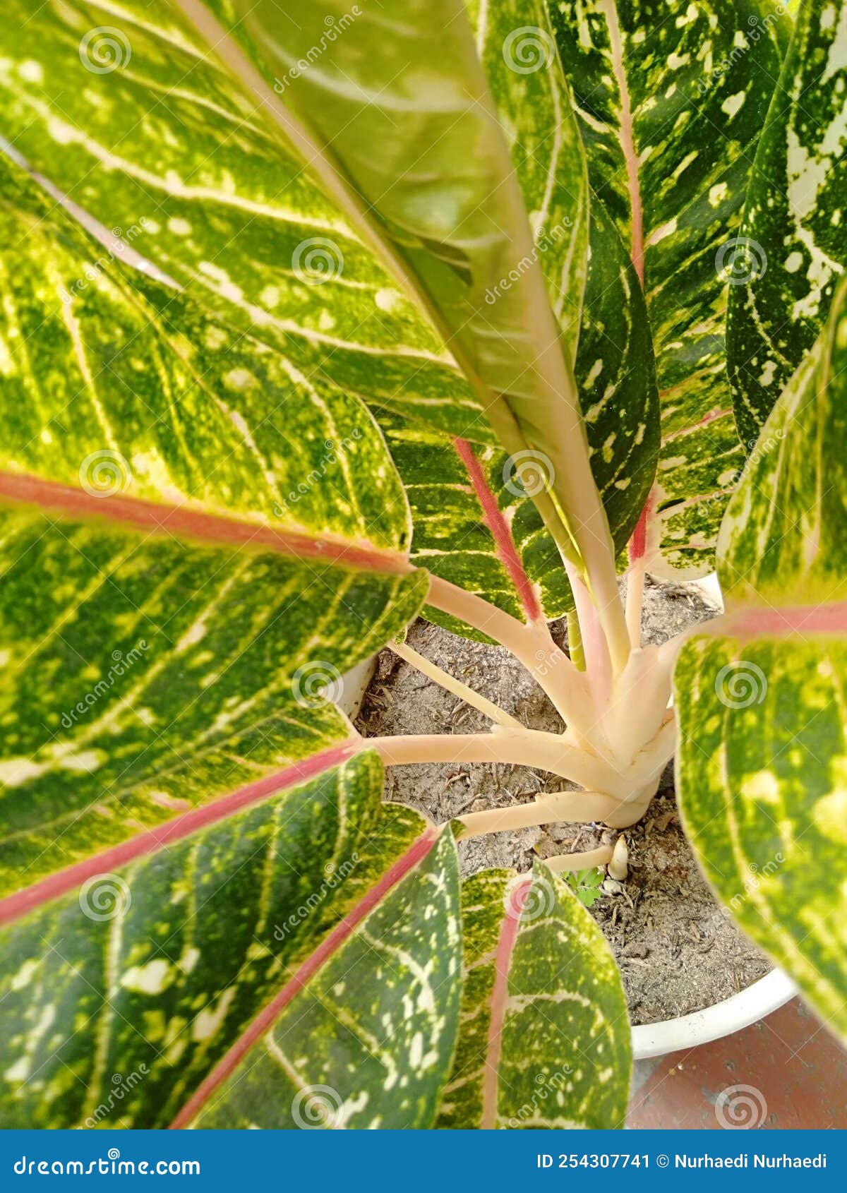 Image of a Flower Seen from Above the Tree Stock Image - Image of ...