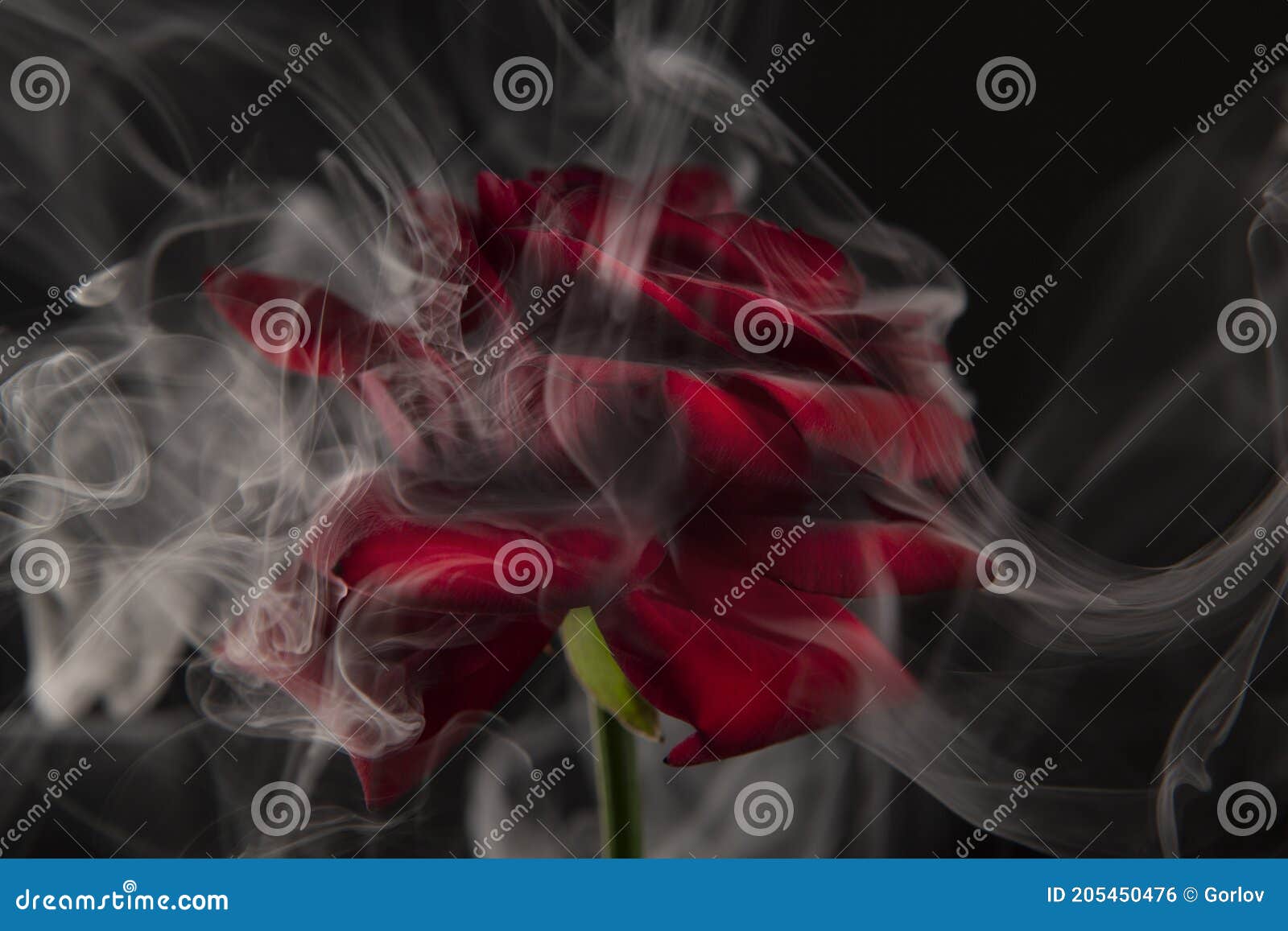 Image of Flower Smoke Dark Background Stock Photo - Image of frozen ...