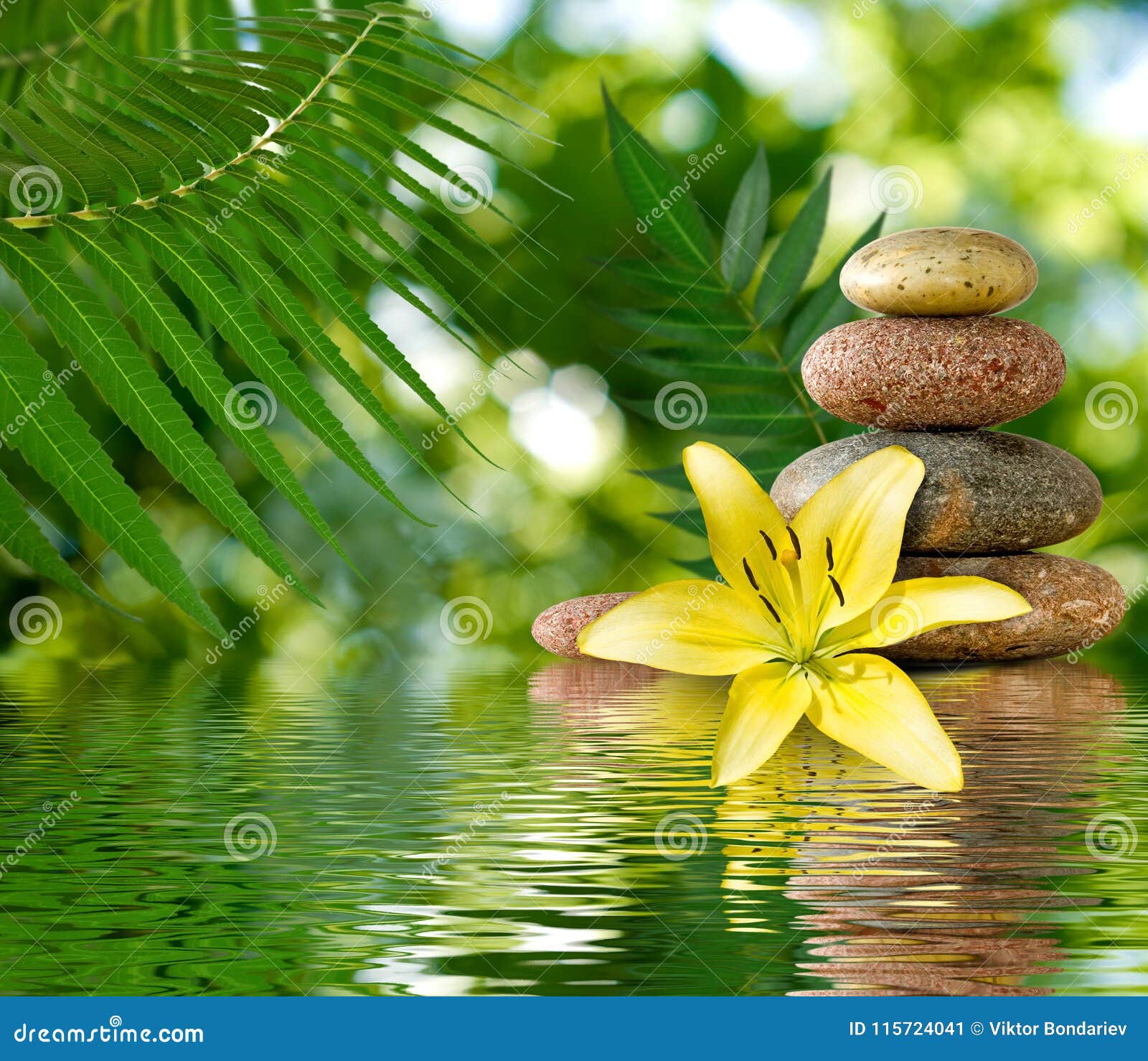 Image of Flower and Stones on Water Close-up Stock Image - Image of ...