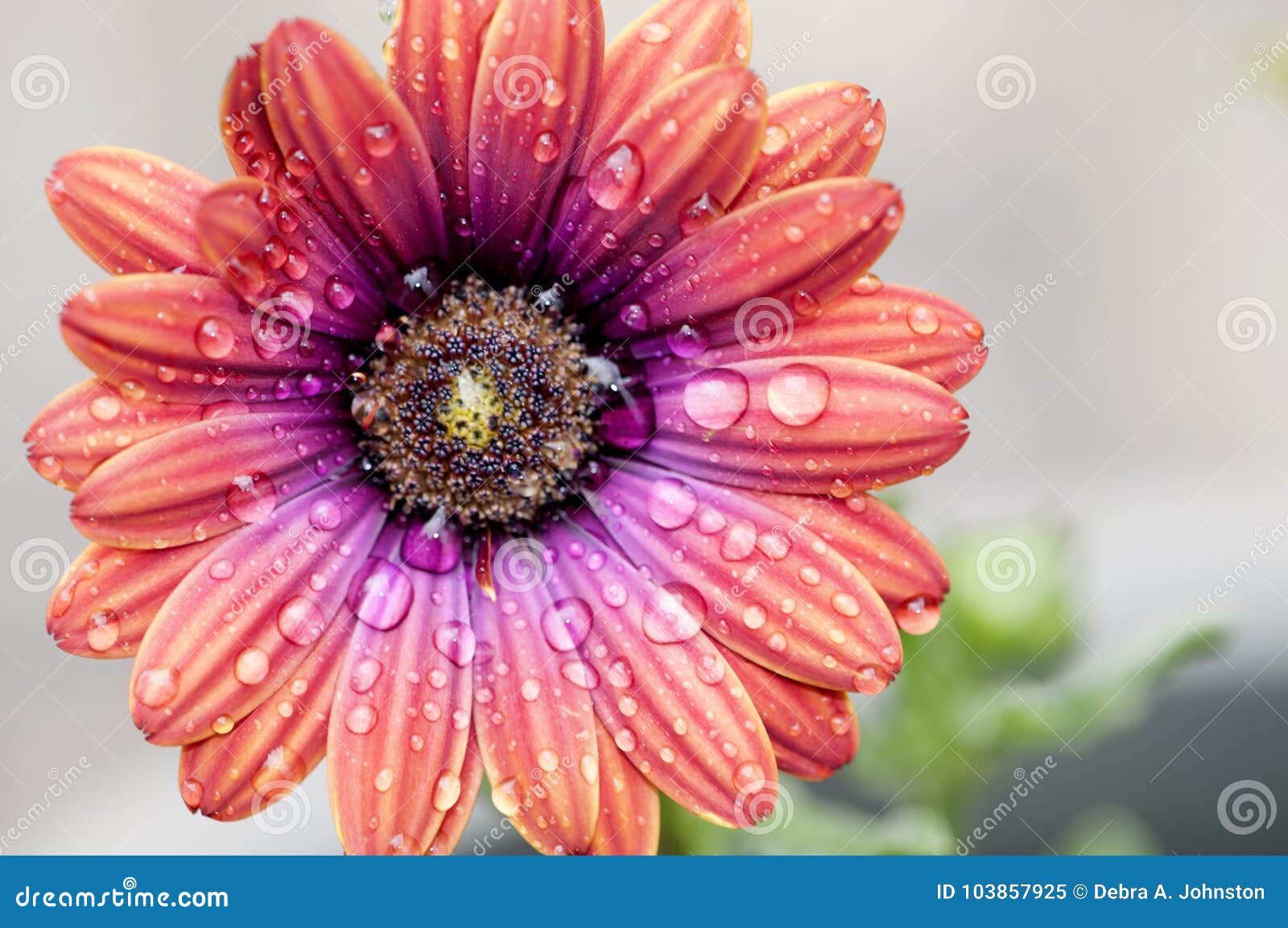 Flower with rain drops stock image. Image of flower - 103857925