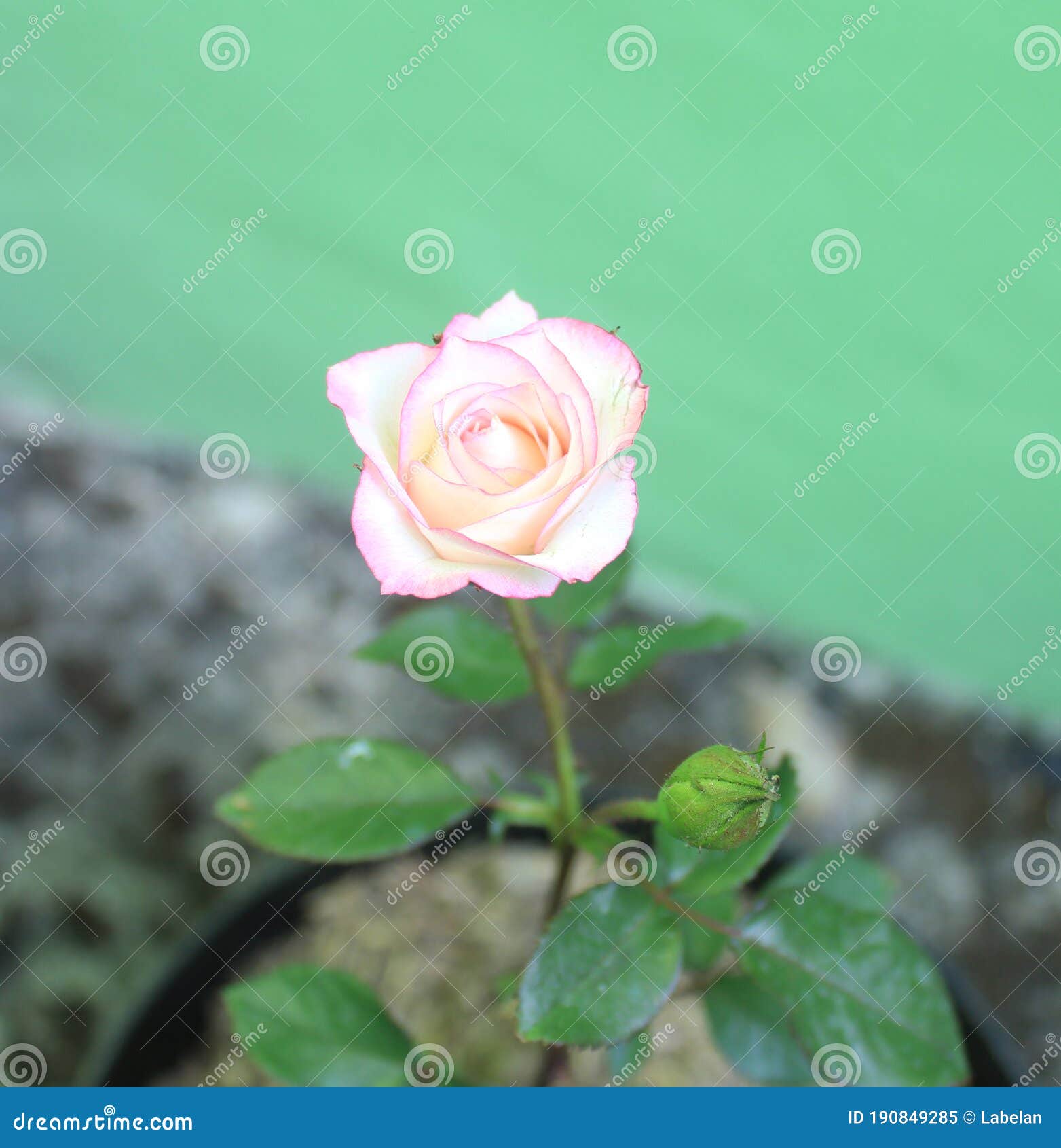 Image of Flowers Begin To Break Stock Image - Image of perfect, pink ...
