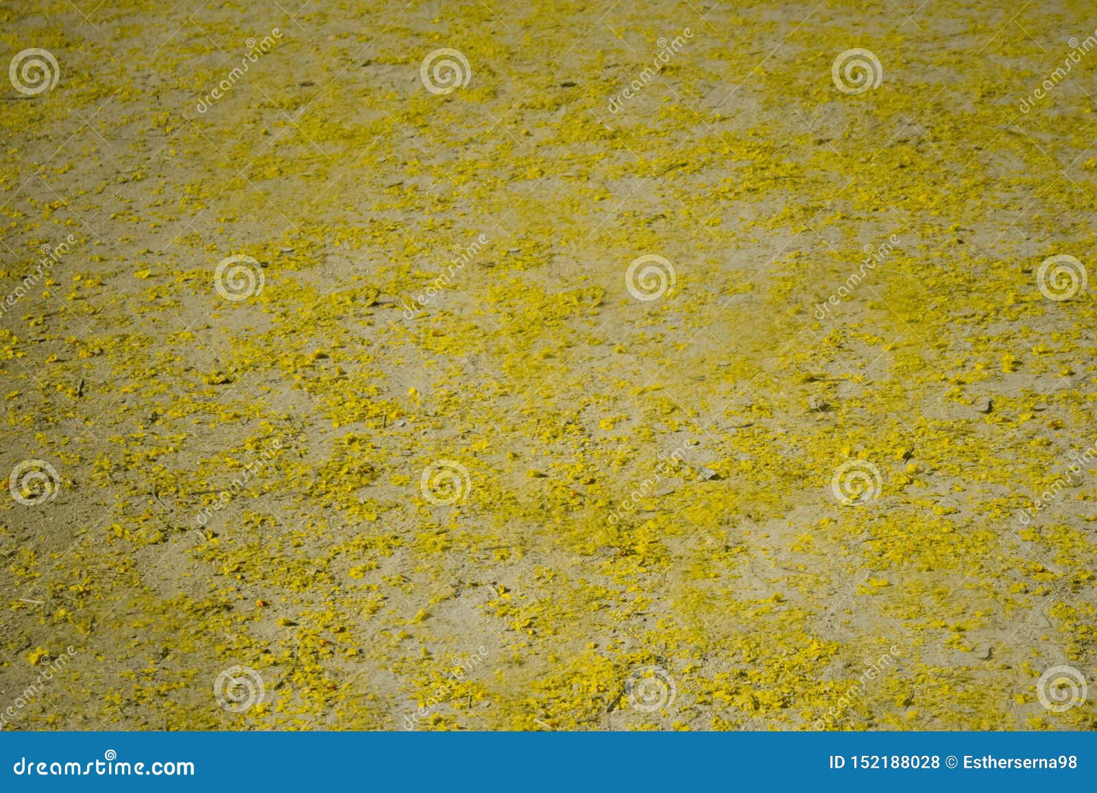 Image of Flowers Falling from the Trees on the Ground Stock Photo ...