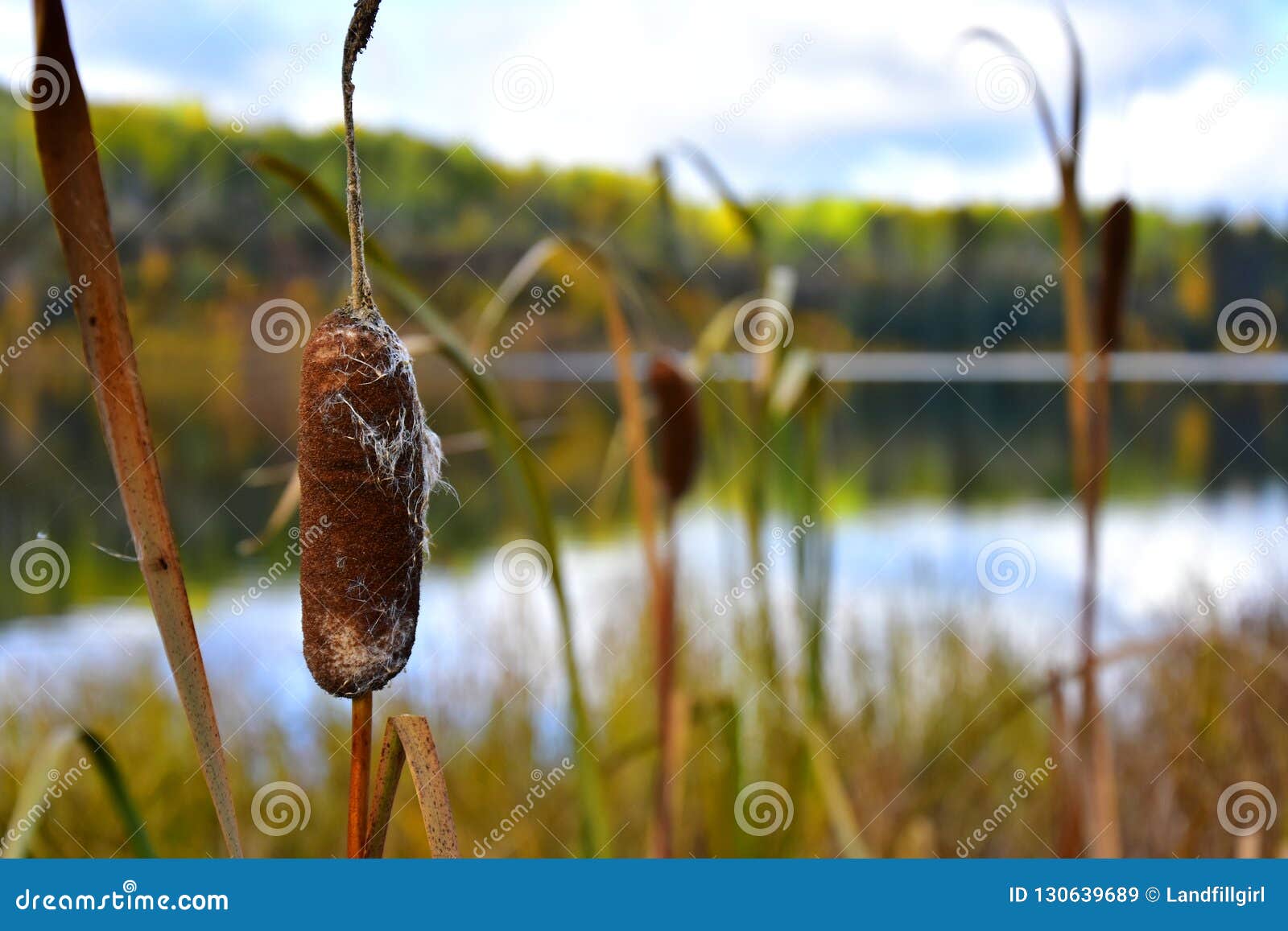 Fluffy Brown Cattails stock image. Image of beauty, leaf - 130639689