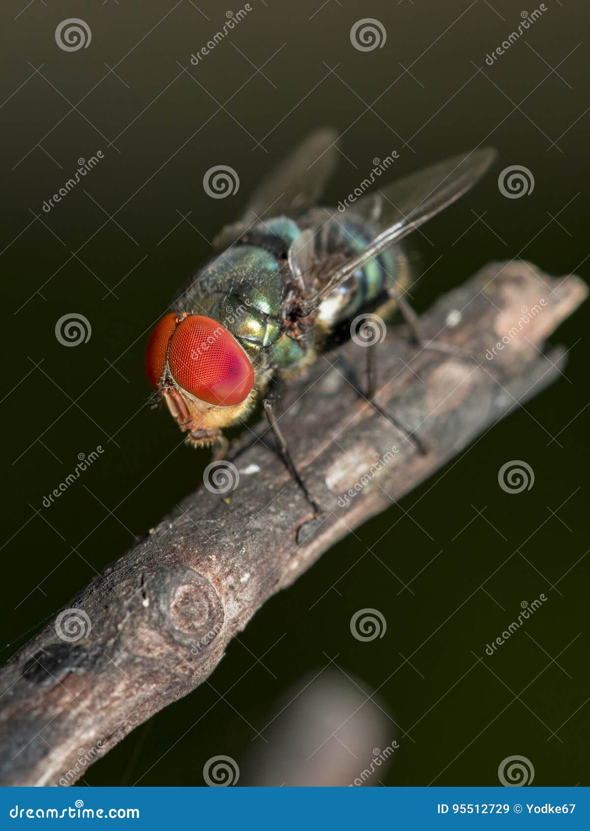 Image of a Fly Diptera on Dry Branches. Insect. Stock Image - Image of ...