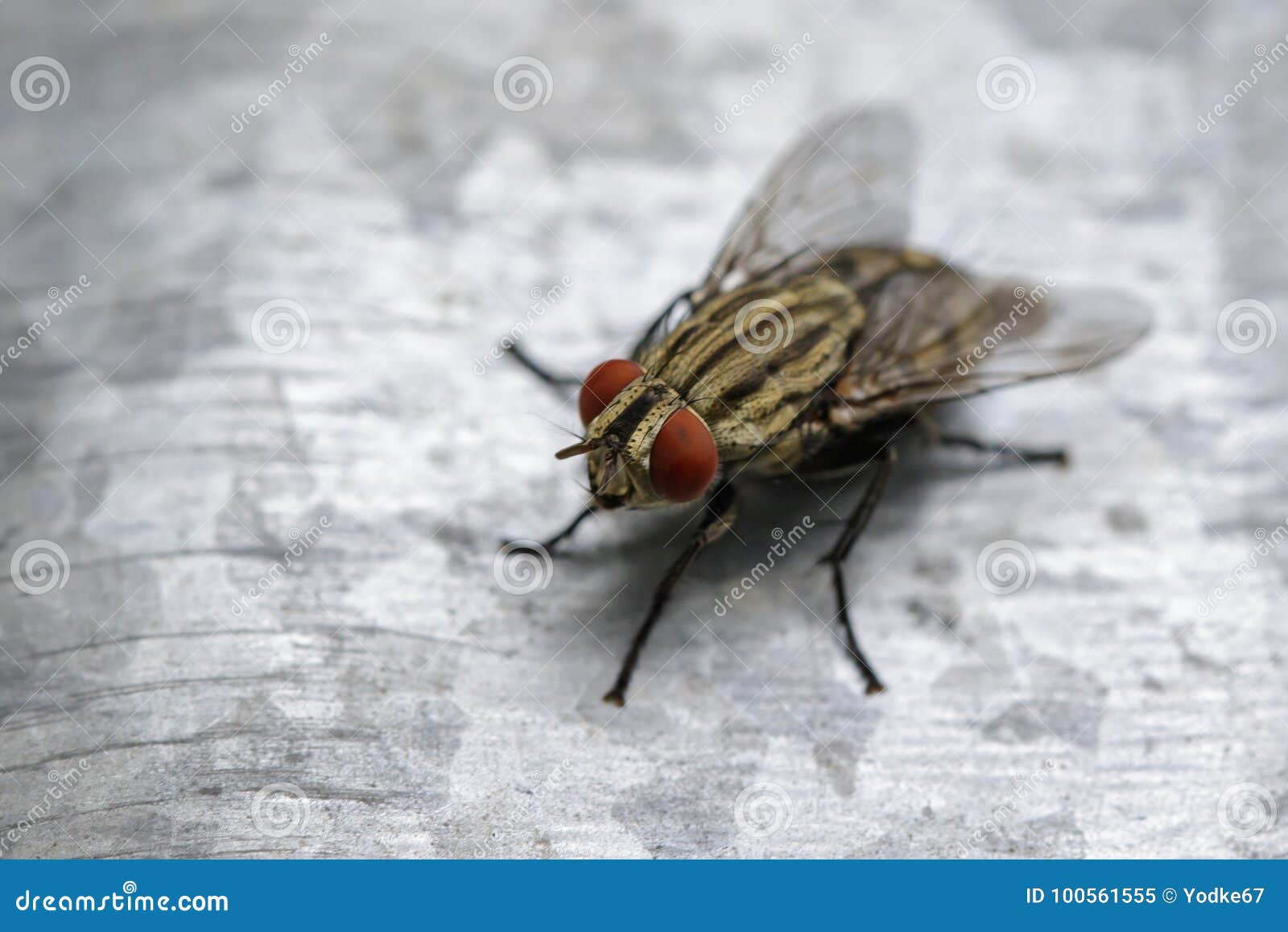 Image of a Fly Diptera on Zinc Metal. Insect. Stock Image - Image of ...