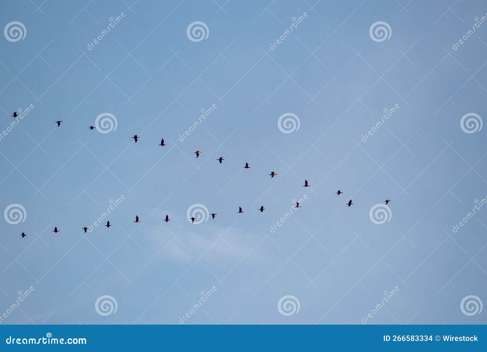 Image of a Flying Bird Flocking in the Blue Sky. Stock Photo - Image of ...