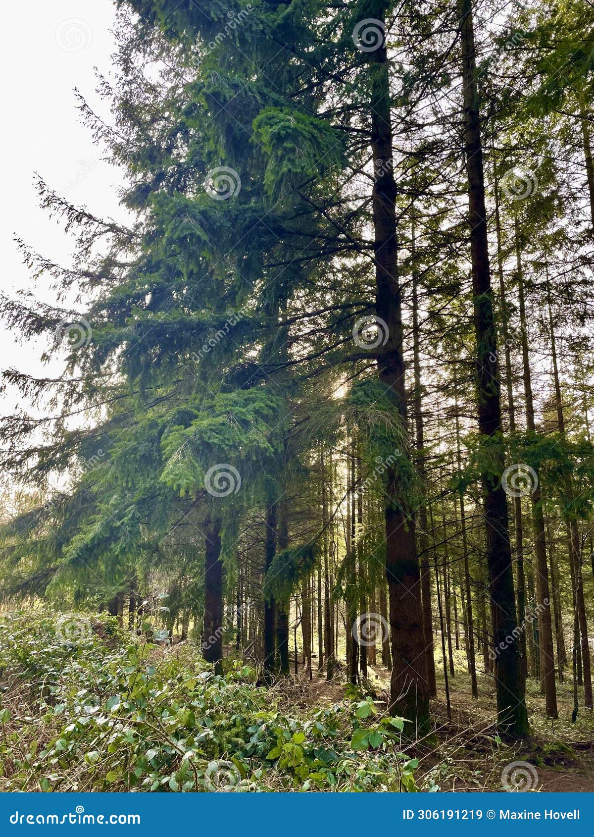 Trees in the Forest of Dean Stock Image - Image of tree, winter: 306191219