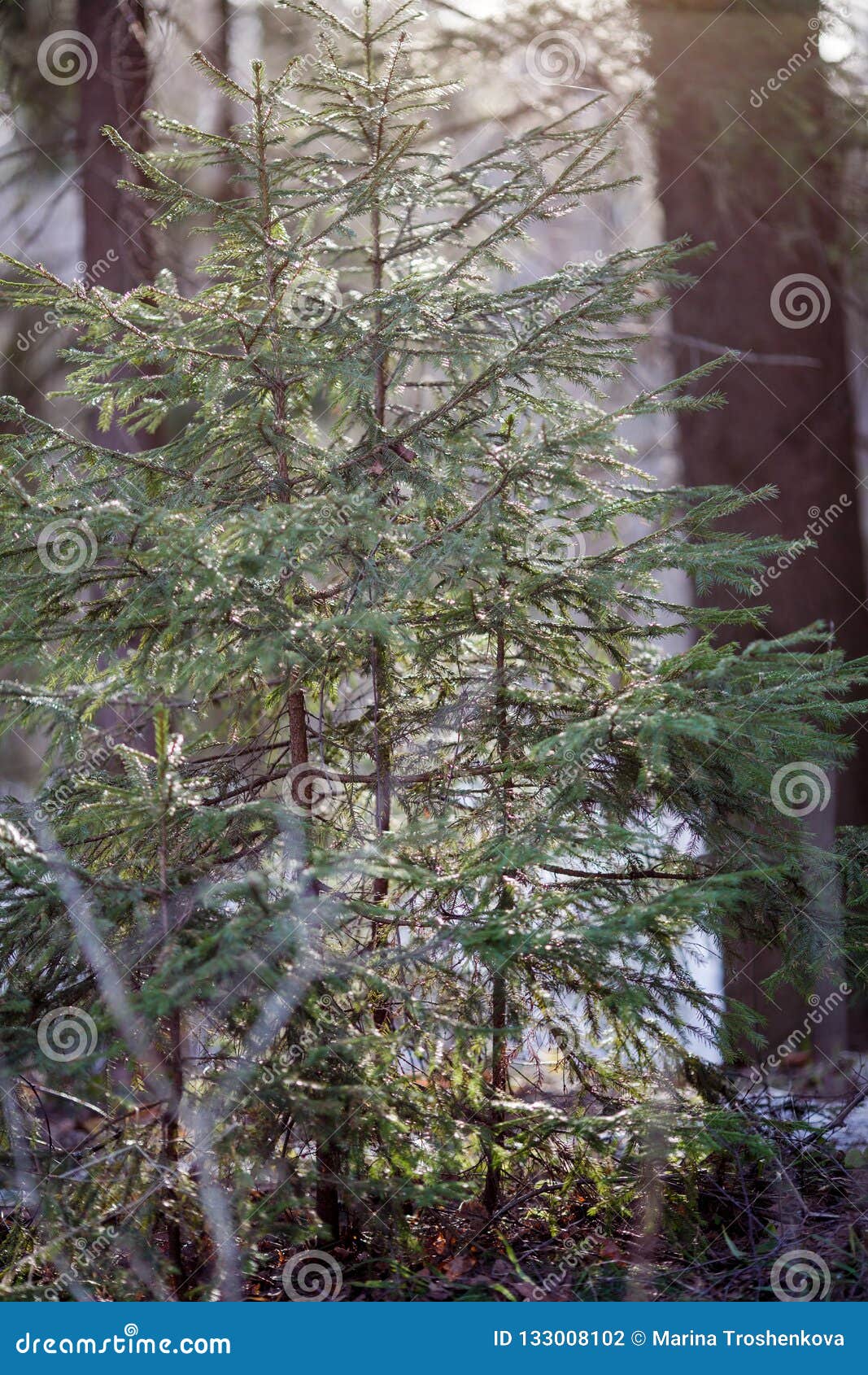 Image of Forest with a Little Bit of Snow Stock Photo - Image of ...