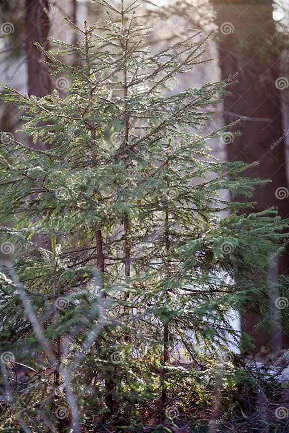 Image of Forest with a Little Bit of Snow Stock Photo - Image of ...