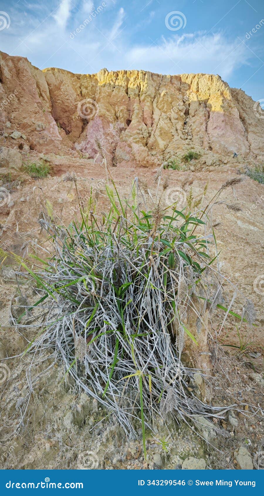 Formation Scene Around the Soil Texture and Pattern of the Limestone ...