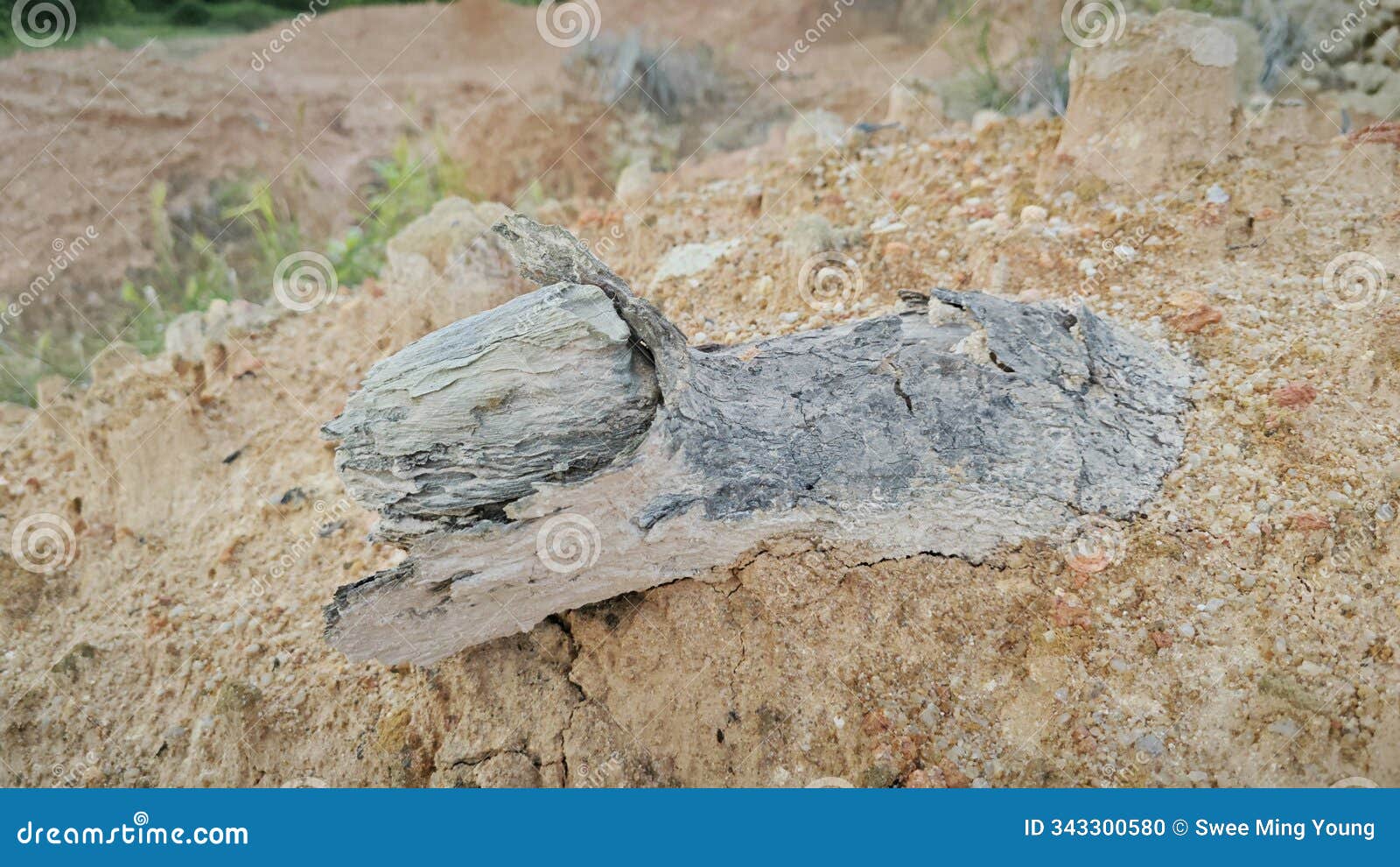 Formation Scene Around the Soil Texture and Pattern of the Limestone ...