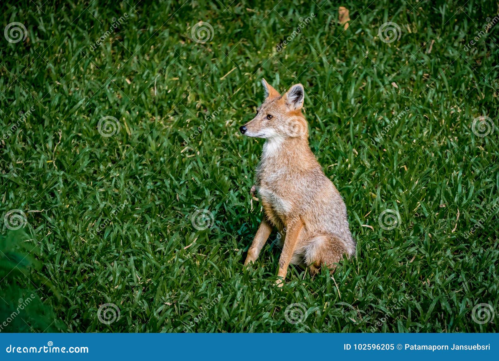 Fox stock image. Image of furry, predator, wild, orange - 102596205