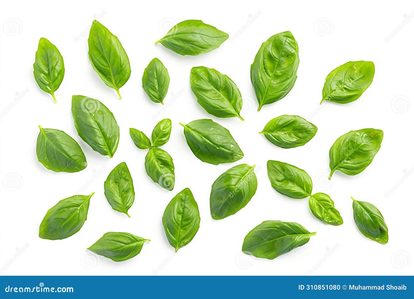 Image Fresh Basil Leaf Isolated Against White Backdrop, Showcasing ...