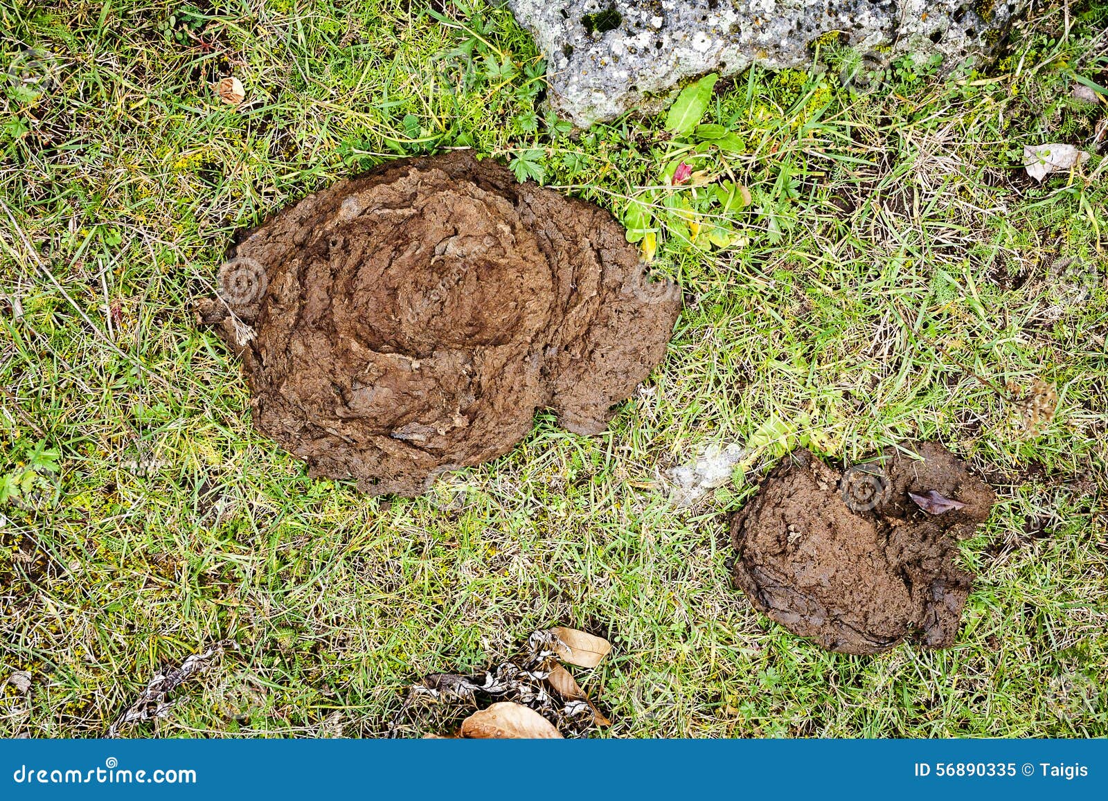 Fresh Cow Dung For Making Organic Fertilizer,too Soft Focus. Royalty ...
