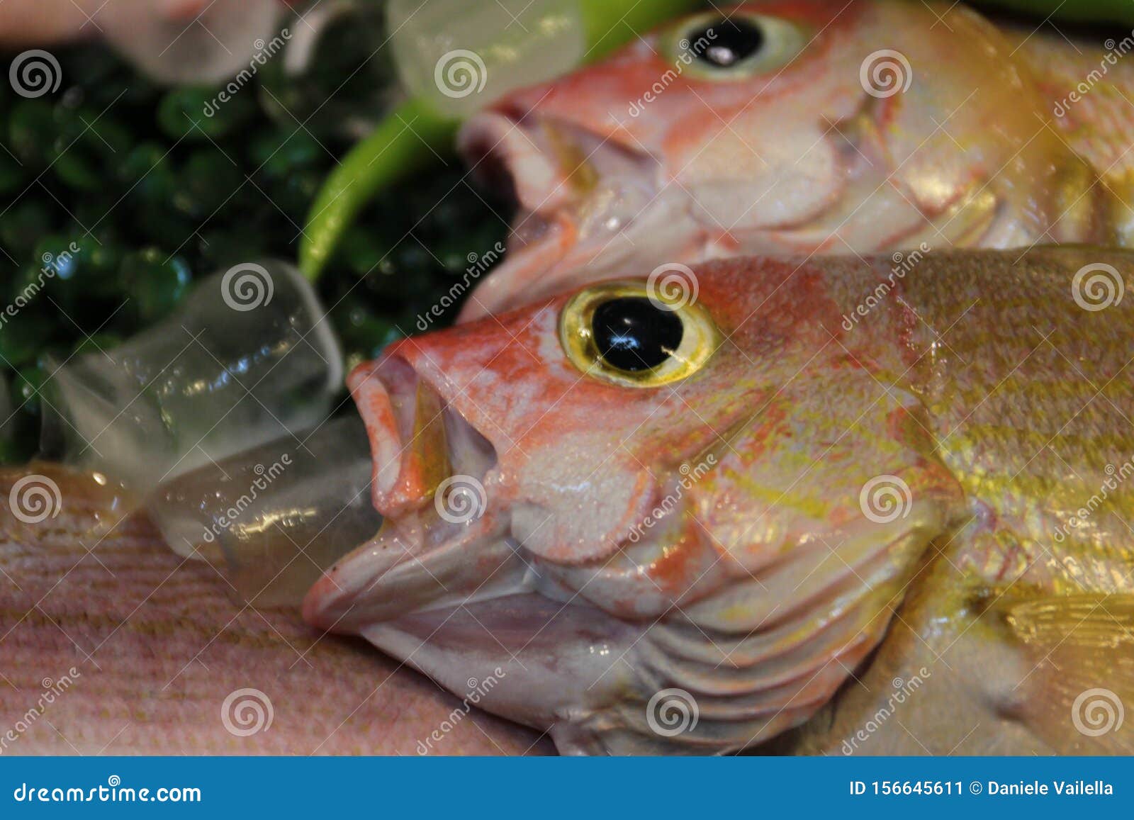 Head of fish stock image. Image of food, head, continent - 156645611
